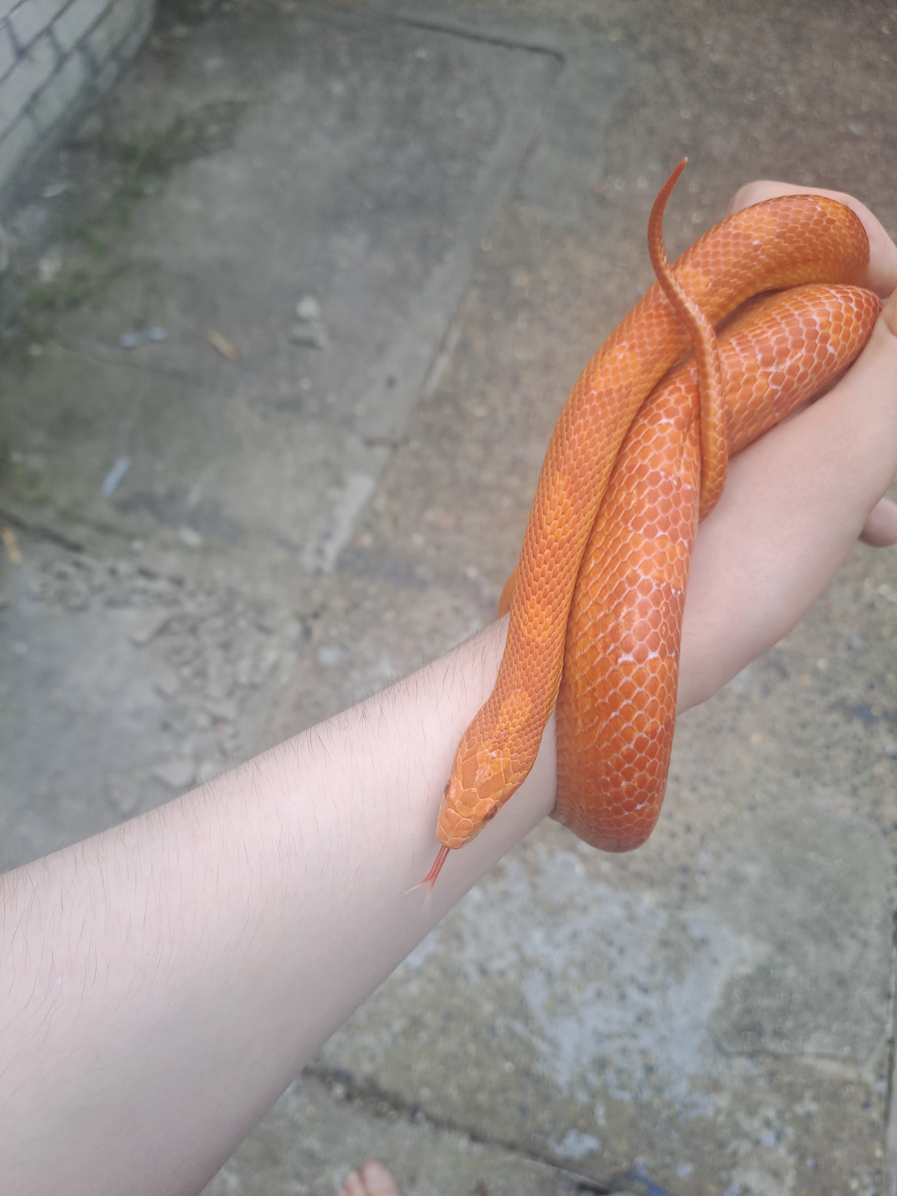 Is my boy a normal amel or does he have something else going on? - Corn Snakes - MorphMarket ...