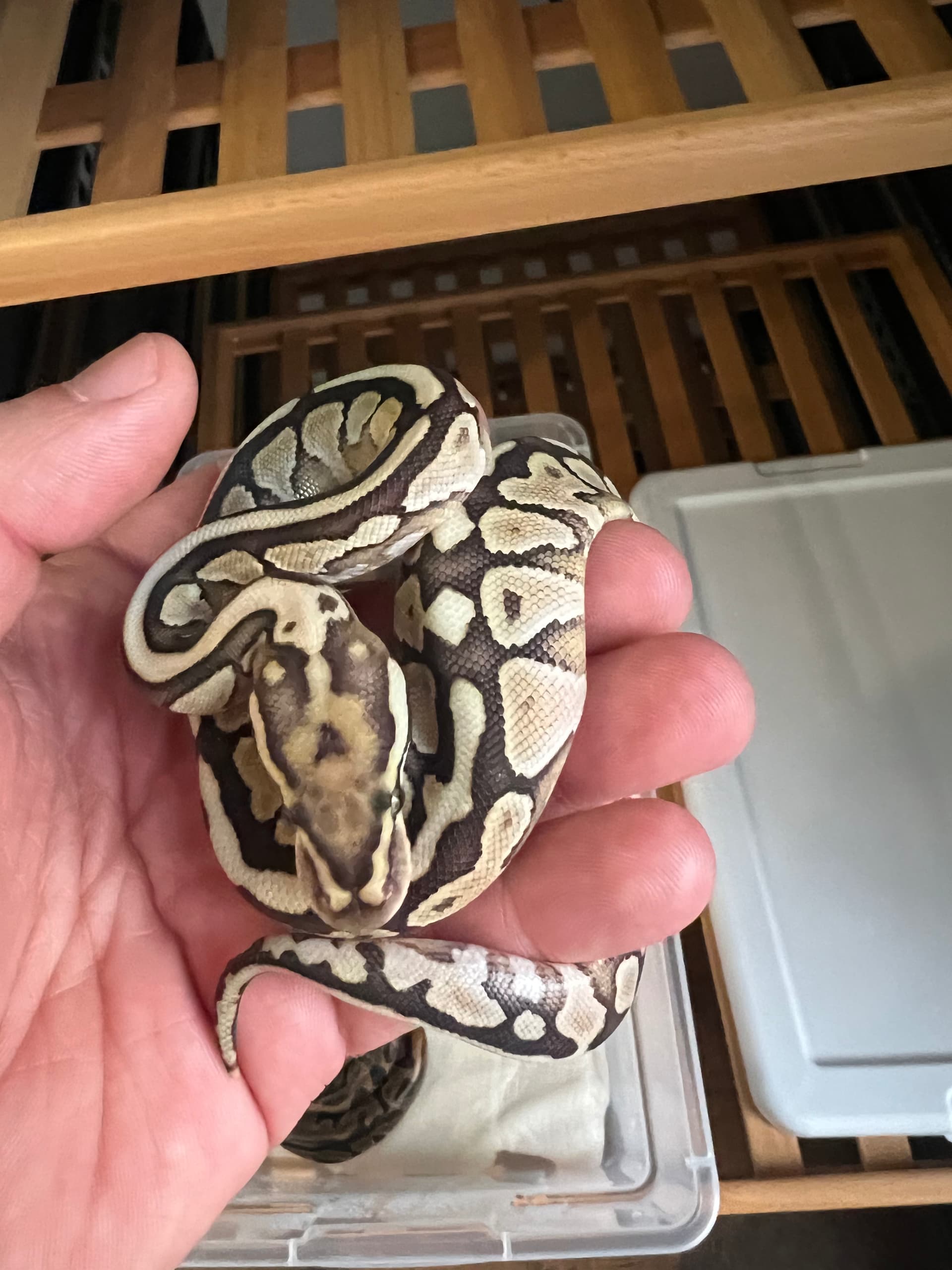 Our first clutch hatched on Dec 20th, what a Christmas miracle - Ball ...