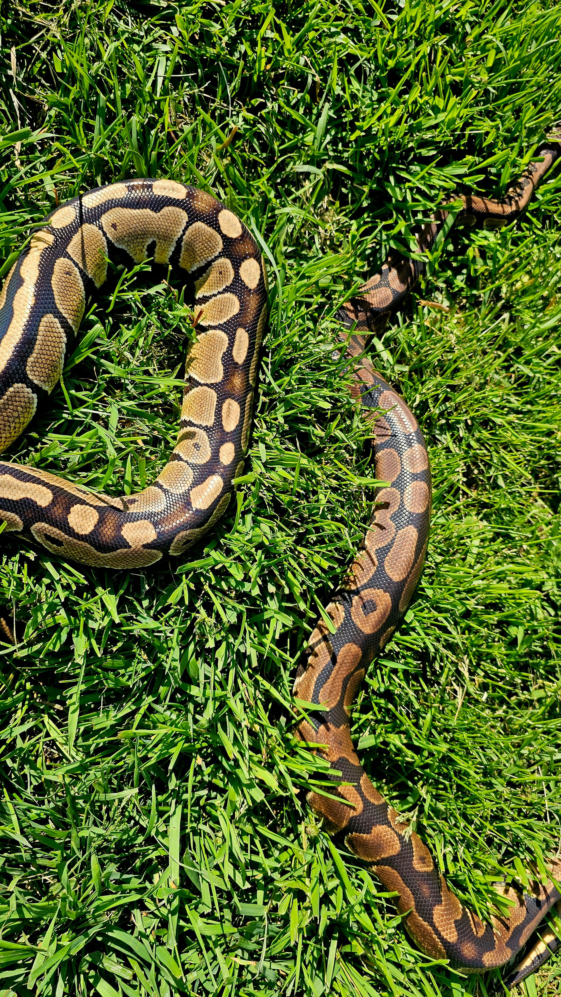 Blue eyed normal - Ball Pythons - MorphMarket Reptile Community