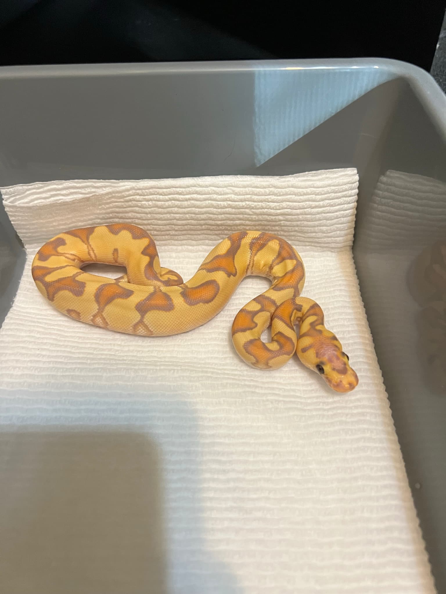 Show off your Ball Pythons - Ball Pythons - MorphMarket Reptile Community