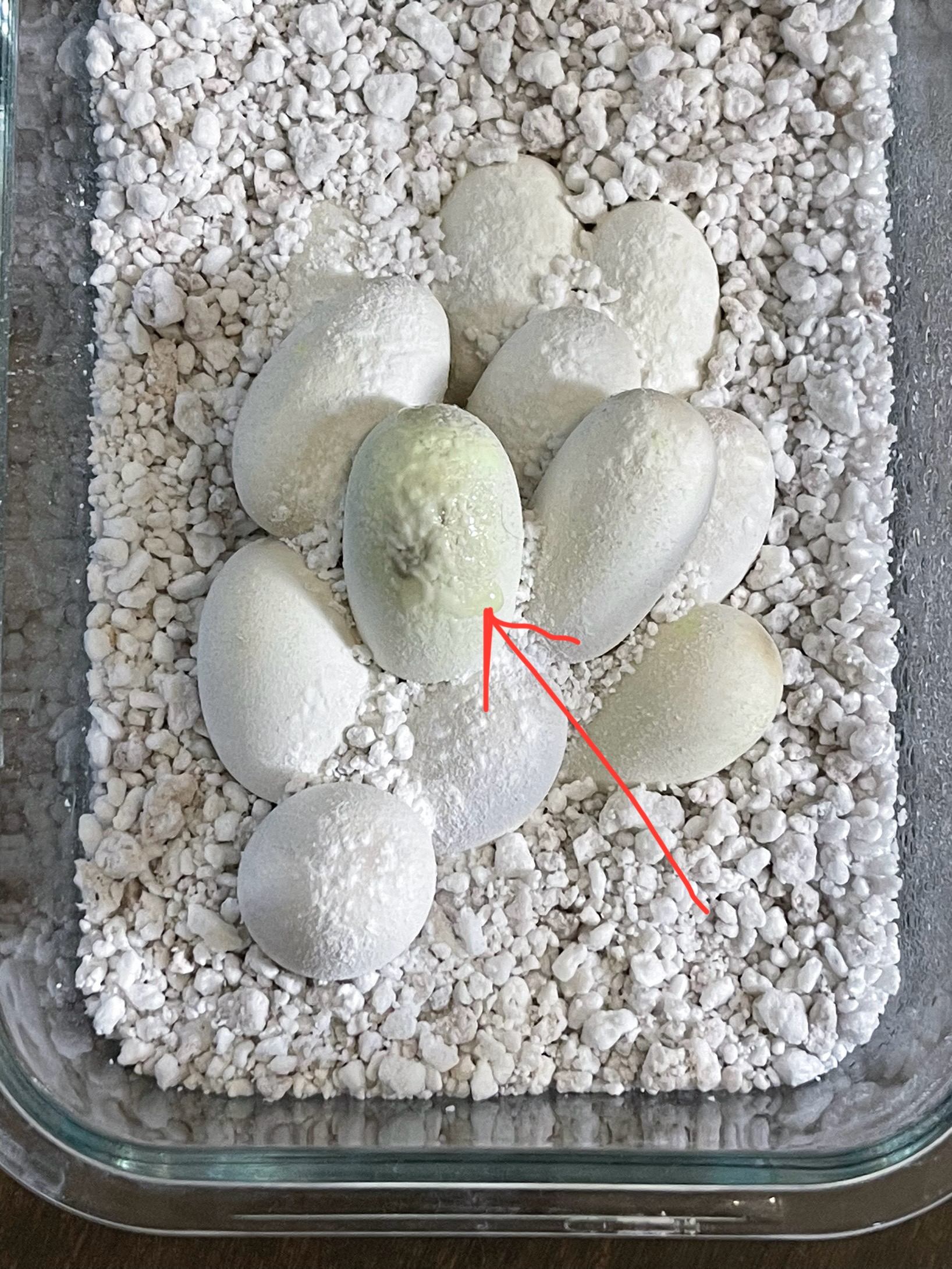 First Year Breeding + Confetti Saga - Page 10 - Corn Snakes ...