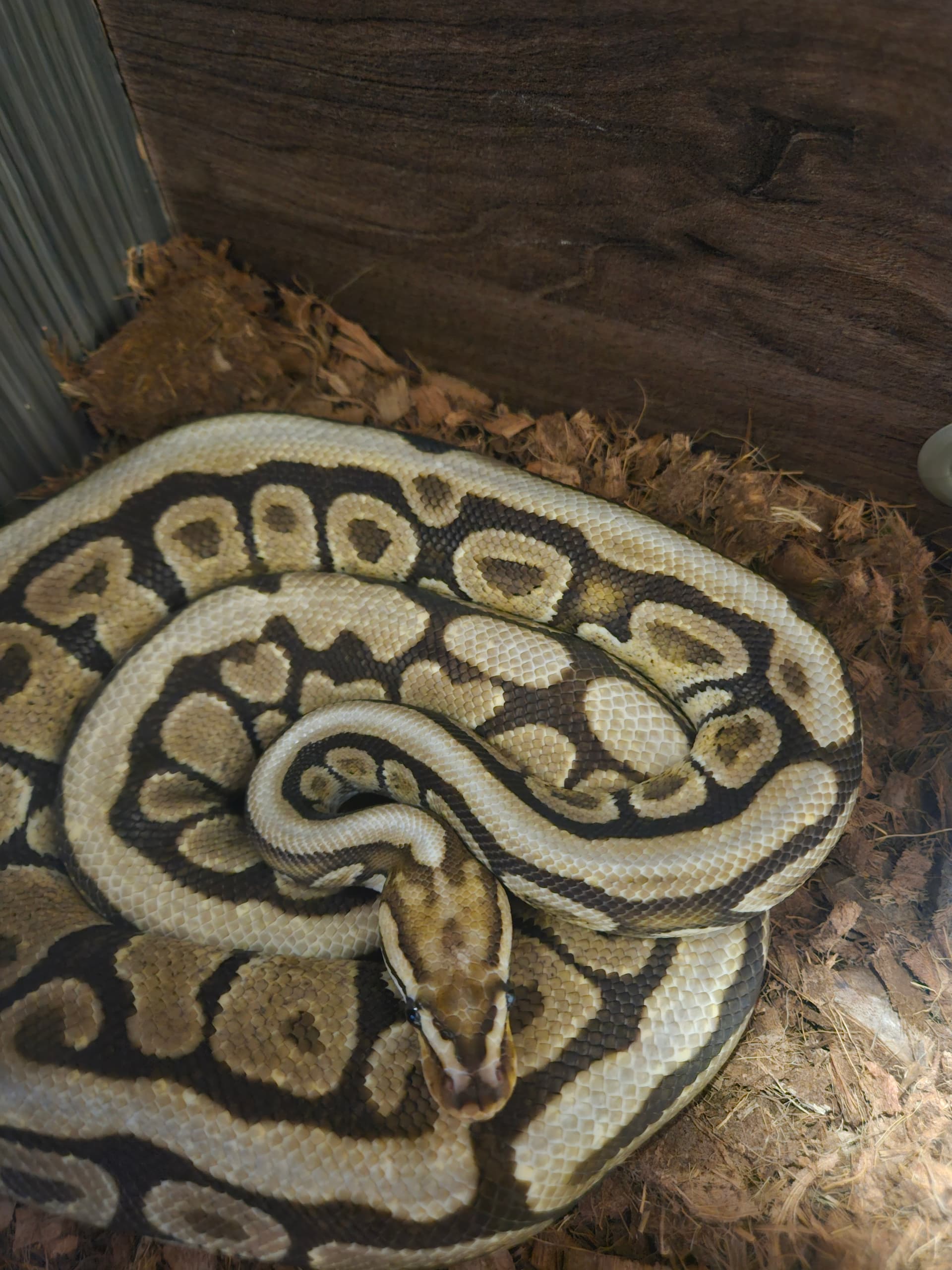 Need help identifying morphs - Ball Pythons - MorphMarket Reptile Community