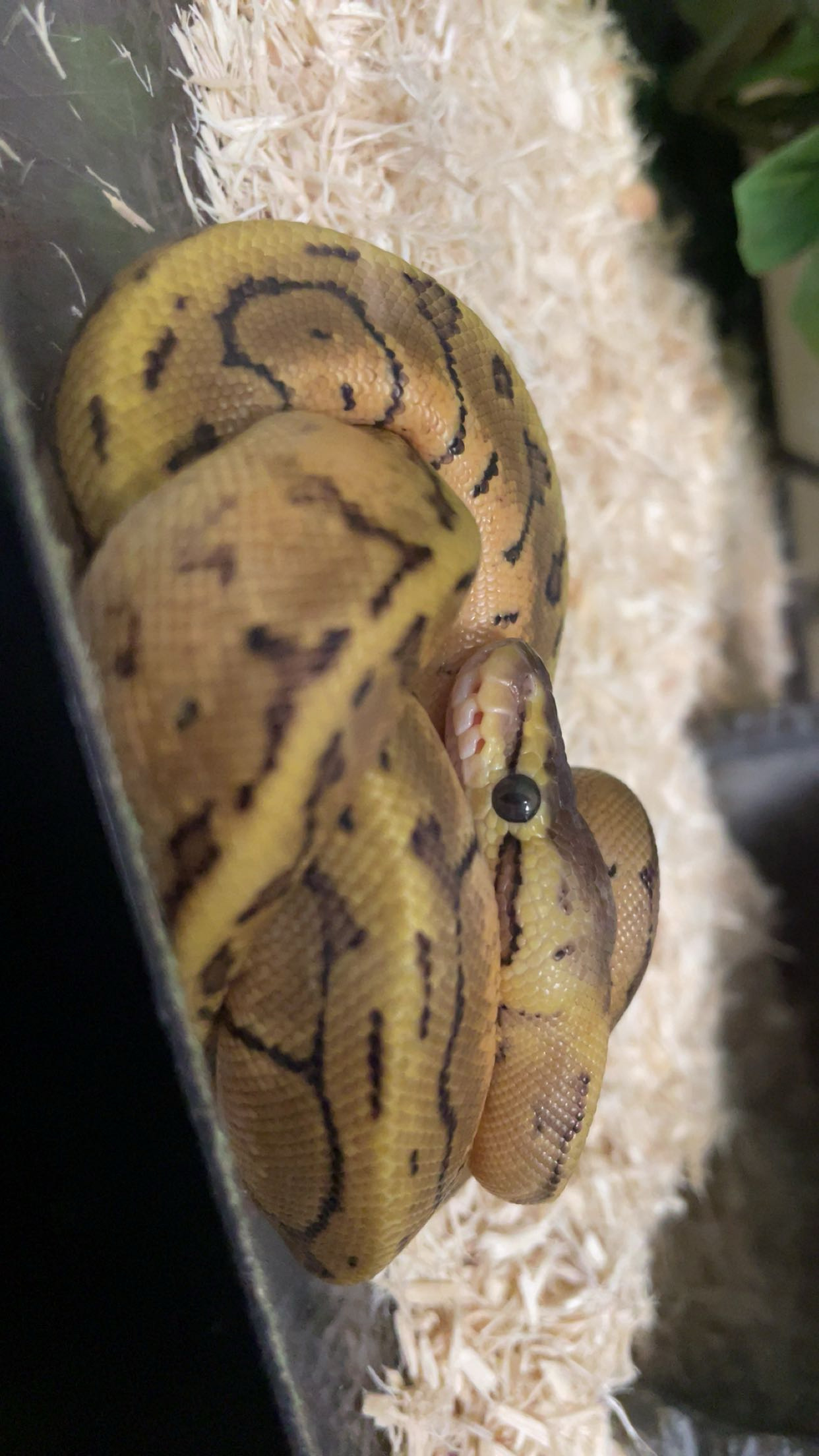 Help in possibly indefinitely what morph this female ball could be ...