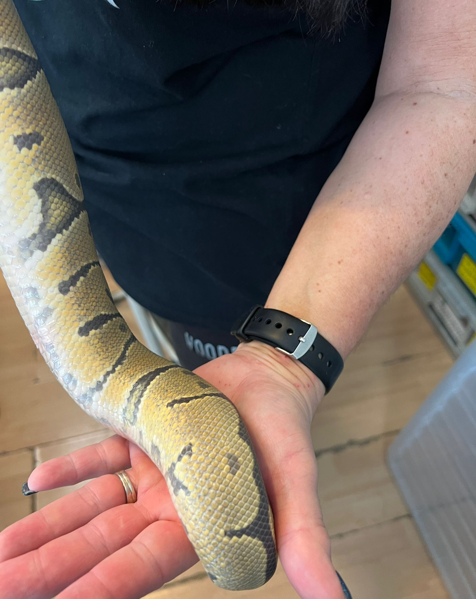 Sandstorm - Ball Python Traits - Morphpedia