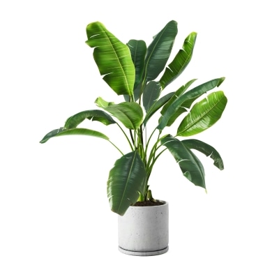 Live Plants - MorphMarket Reptile Community