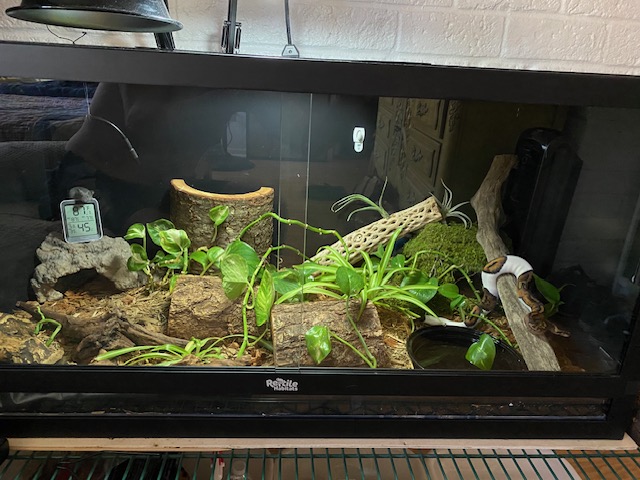 Clutter in the hot spot - Ball Pythons - MorphMarket Reptile Community
