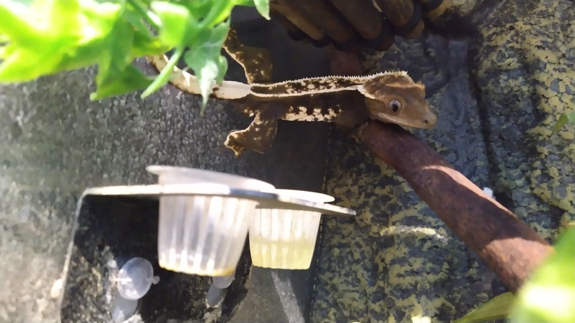 Gecko Game Just For Fun! - Crested Geckos - MorphMarket Reptile Community