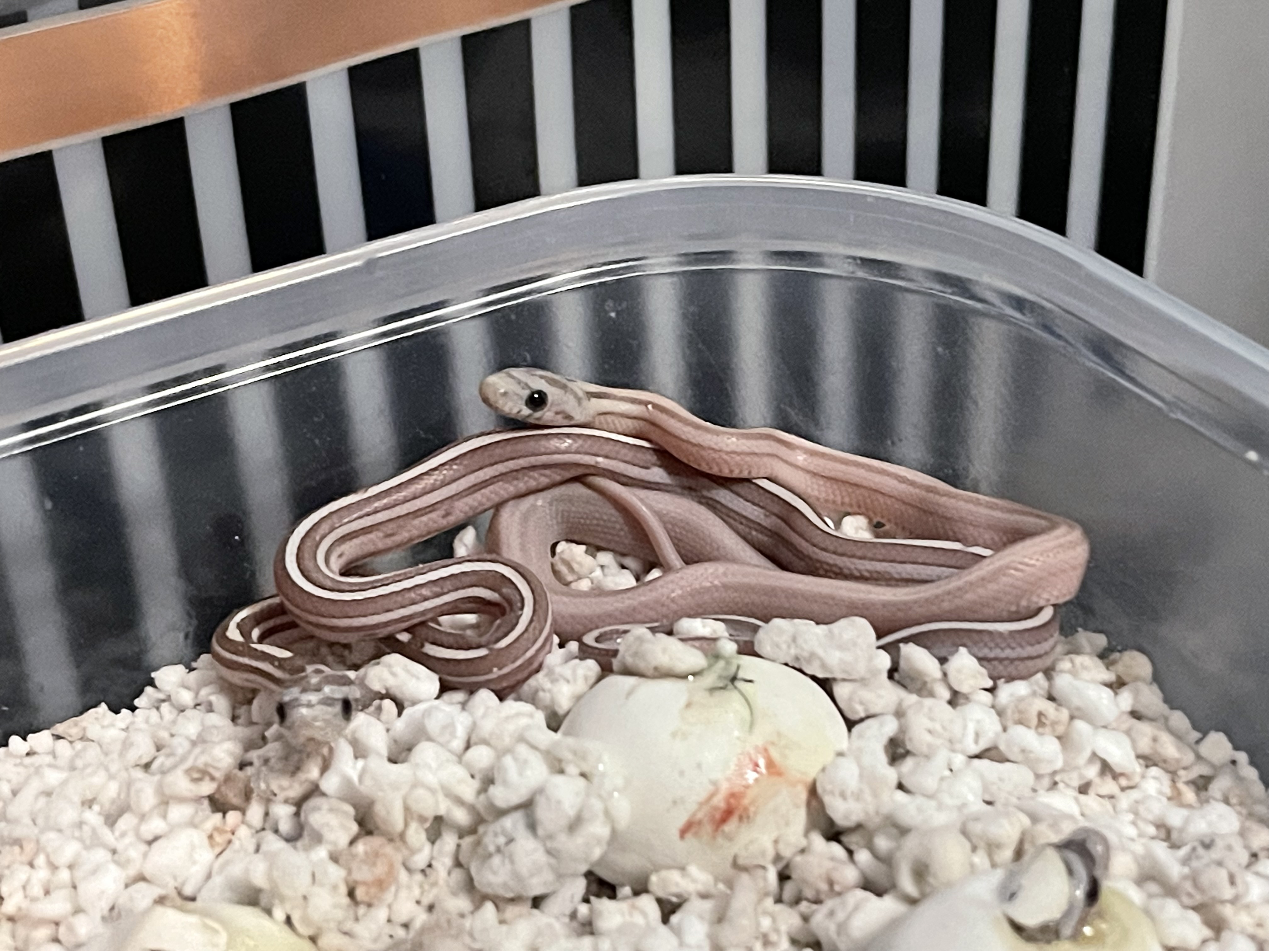 First Year Breeding + Confetti Saga - Page 10 - Corn Snakes ...