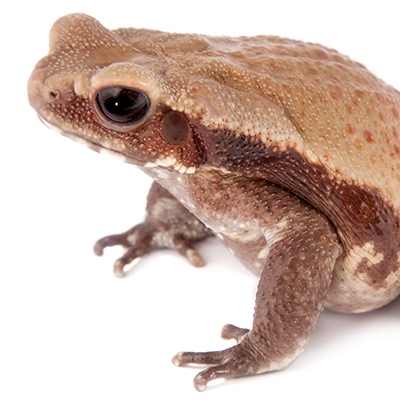 Latest Other Amphibians topics - MorphMarket Reptile Community