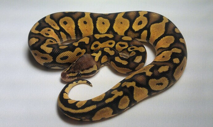 Ashen - Ball Python Traits - Morphpedia