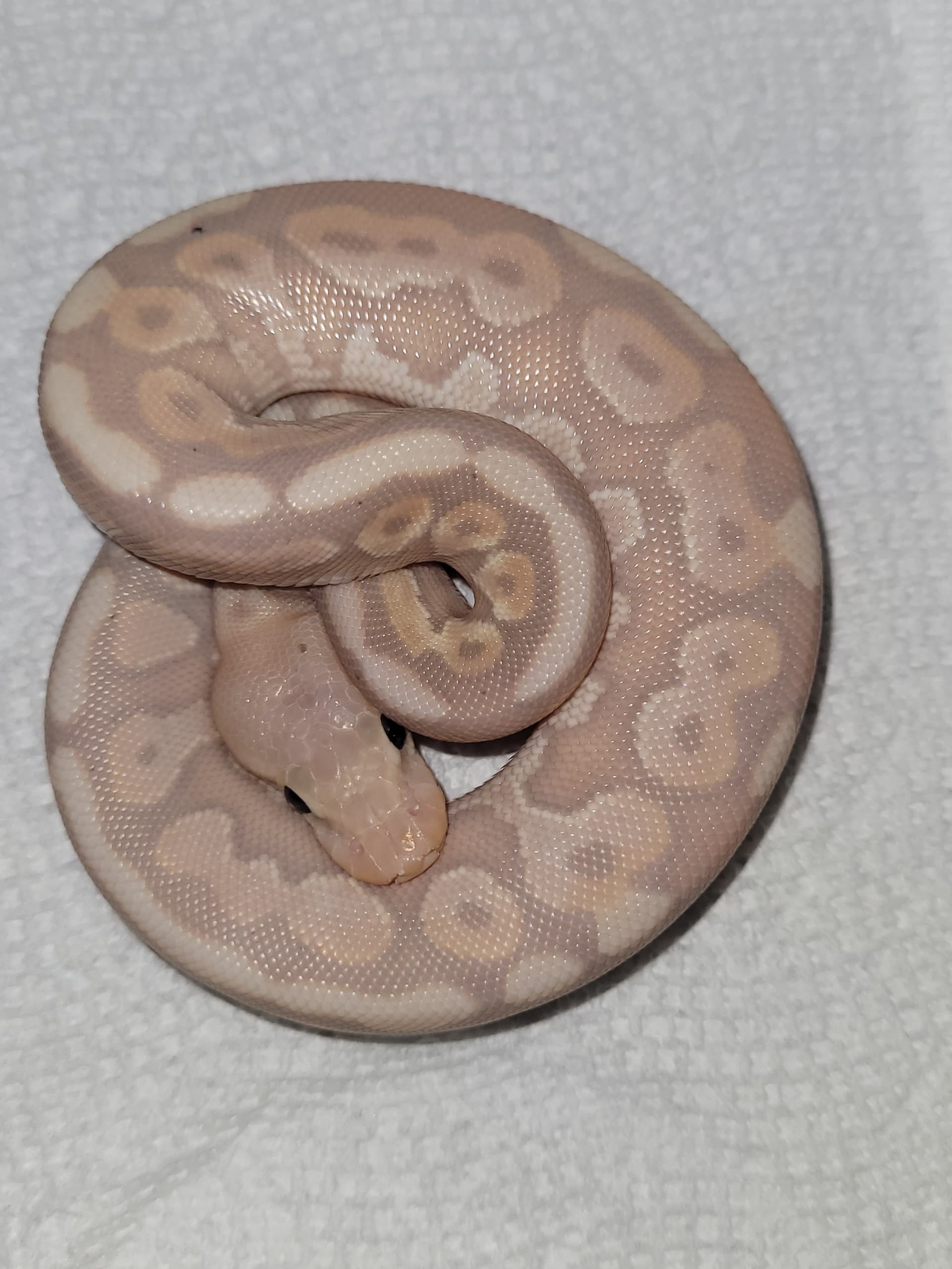 Pastel Banana Pied lost her coloring? - Ball Pythons - MorphMarket ...