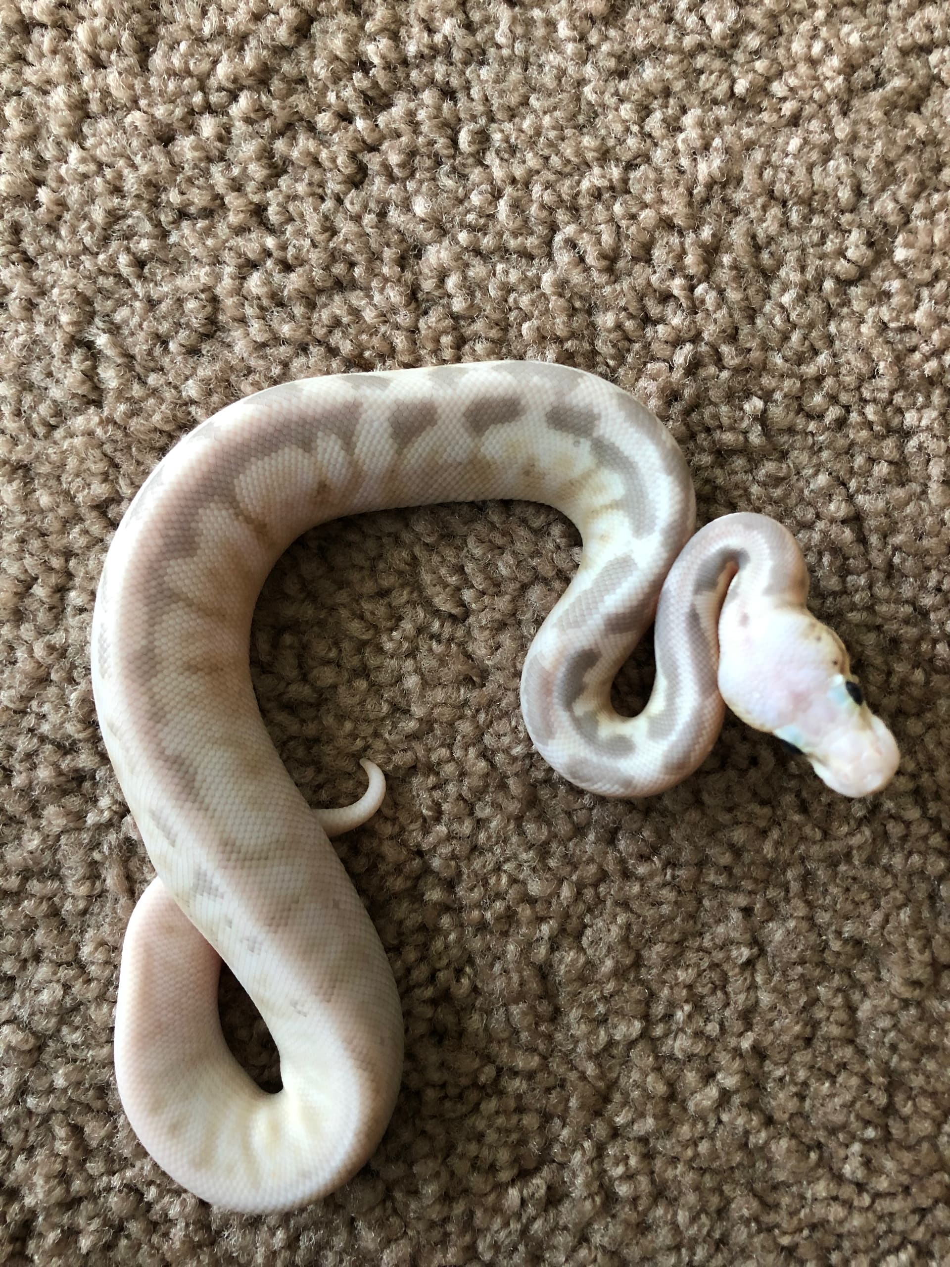 Second Morph ID Opinions - Ball Pythons - MorphMarket Reptile Community