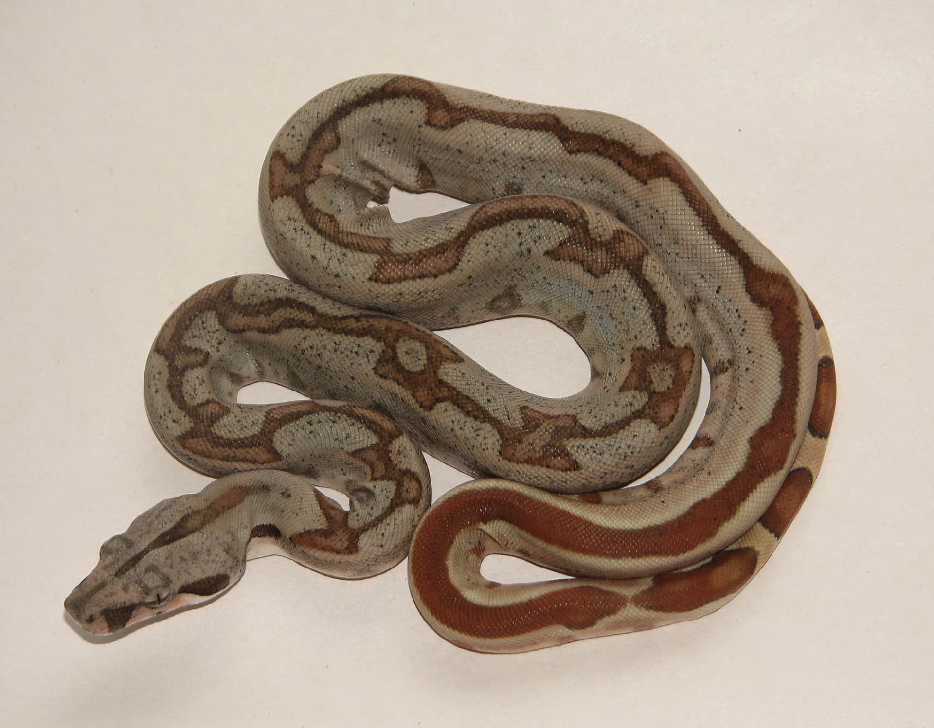 Please Help me identify these morphs - Boas - MorphMarket Reptile Community