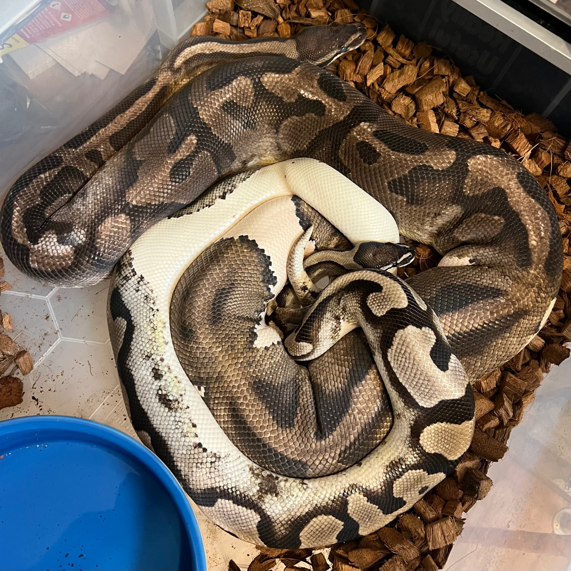 More tangled Lovin 😍 - Ball Pythons - MorphMarket Reptile Community