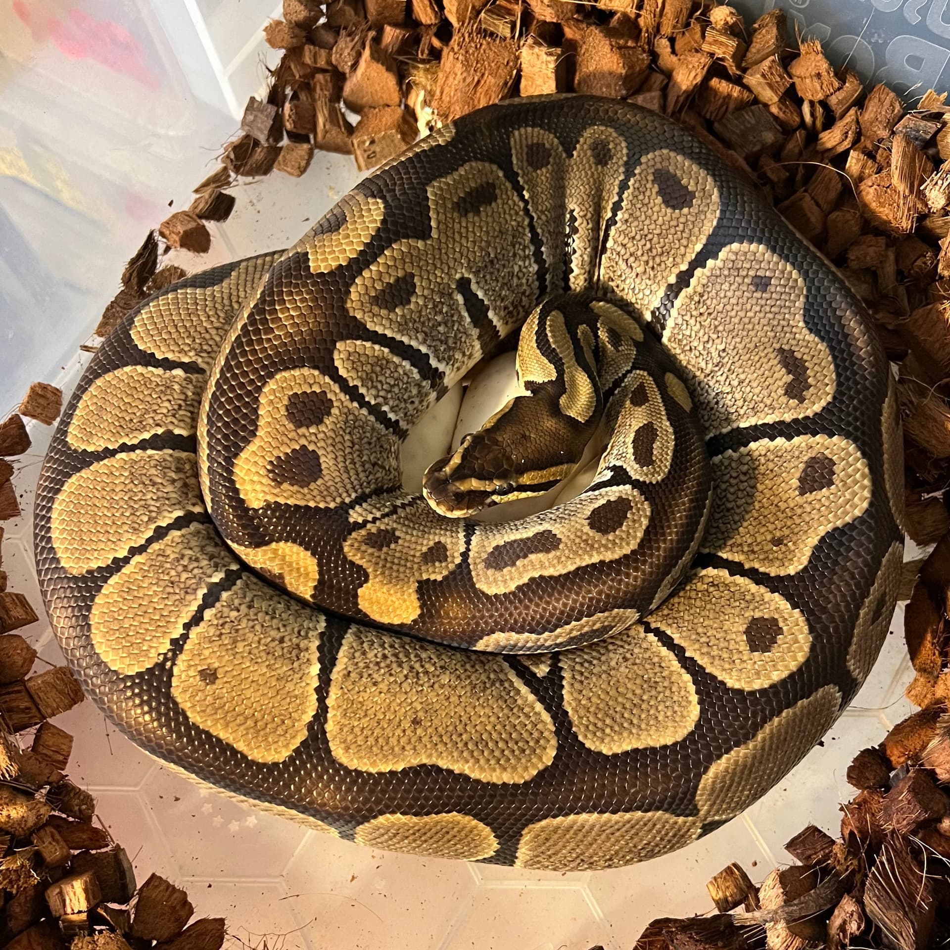 Possible tornado warning 🌪 - Ball Pythons - MorphMarket Reptile Community