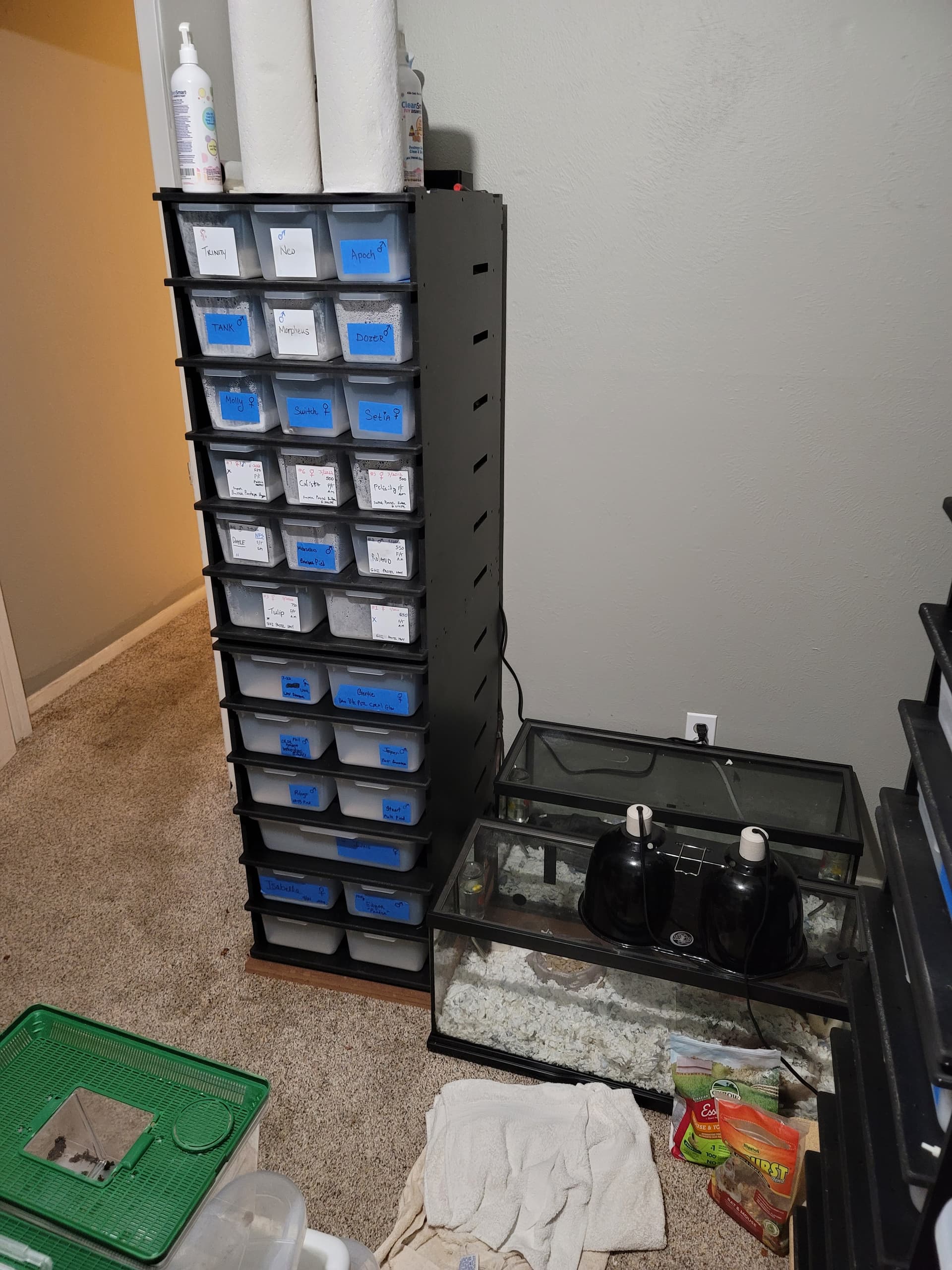 NEW REPTARIUM ROOM! A Journey together to build a fully automated room ...