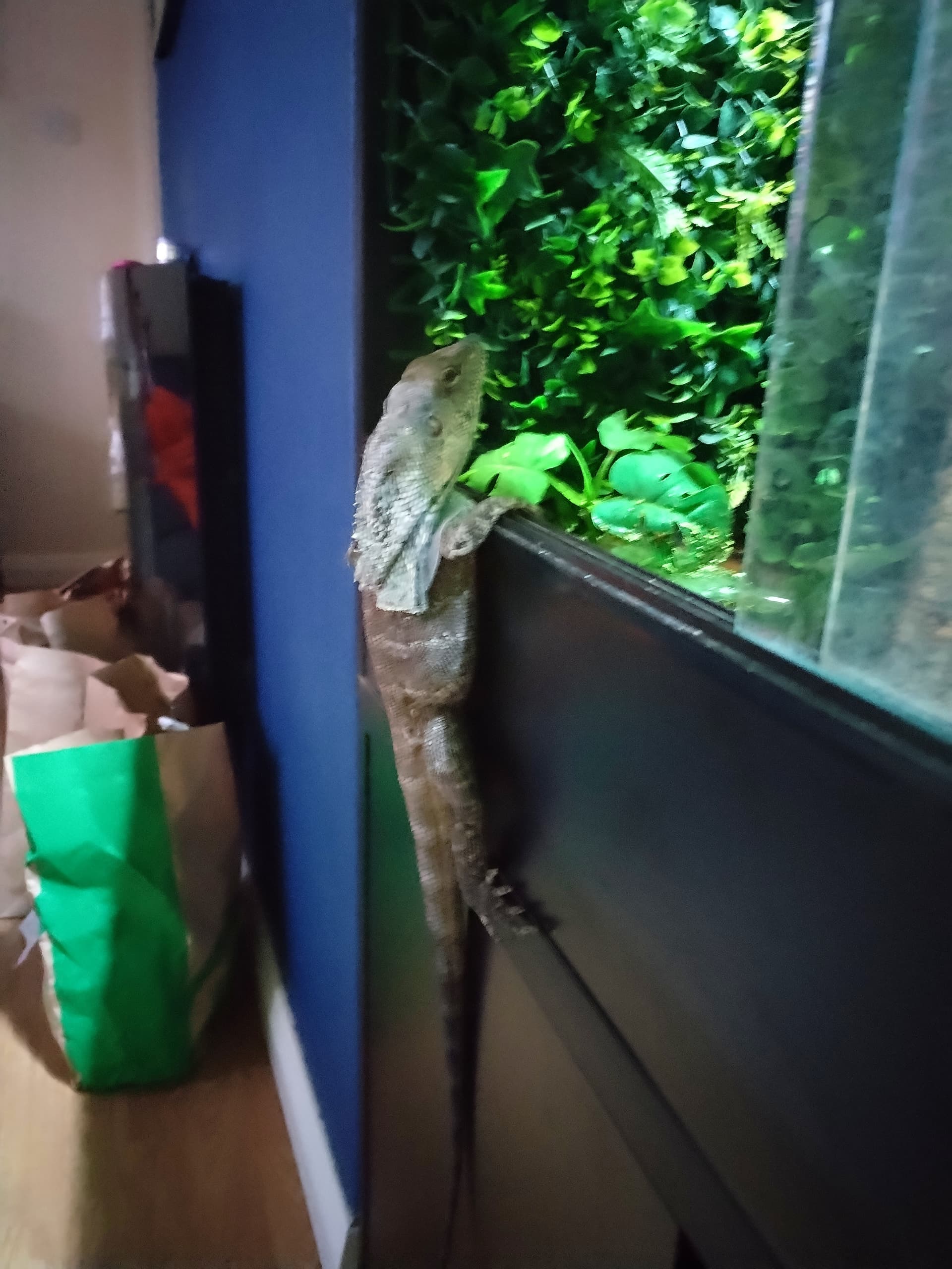 Dilo out chilling en hes started just go back in his viv himself when ...