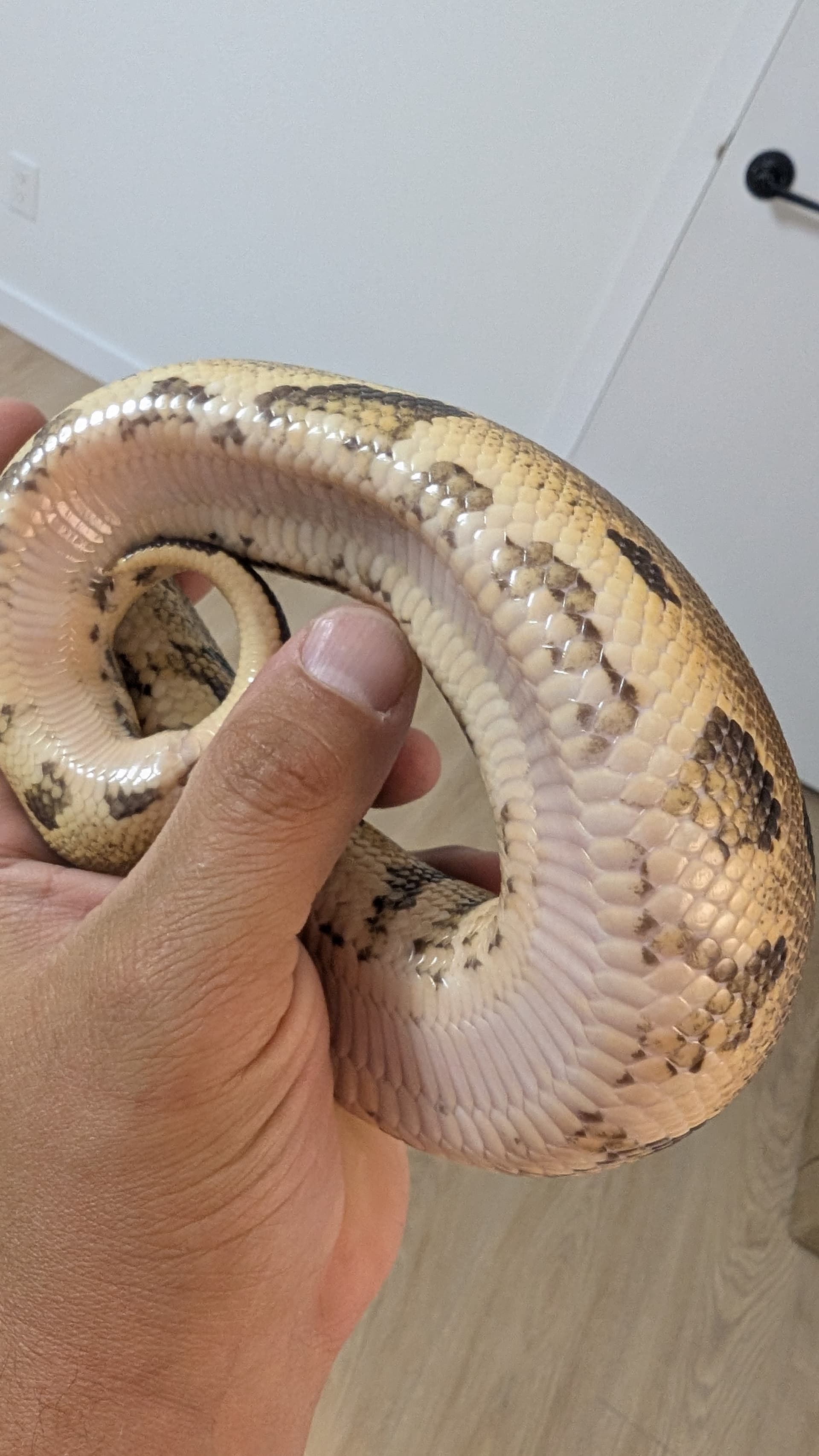 Need help identify morph - Ball Pythons - MorphMarket Reptile Community