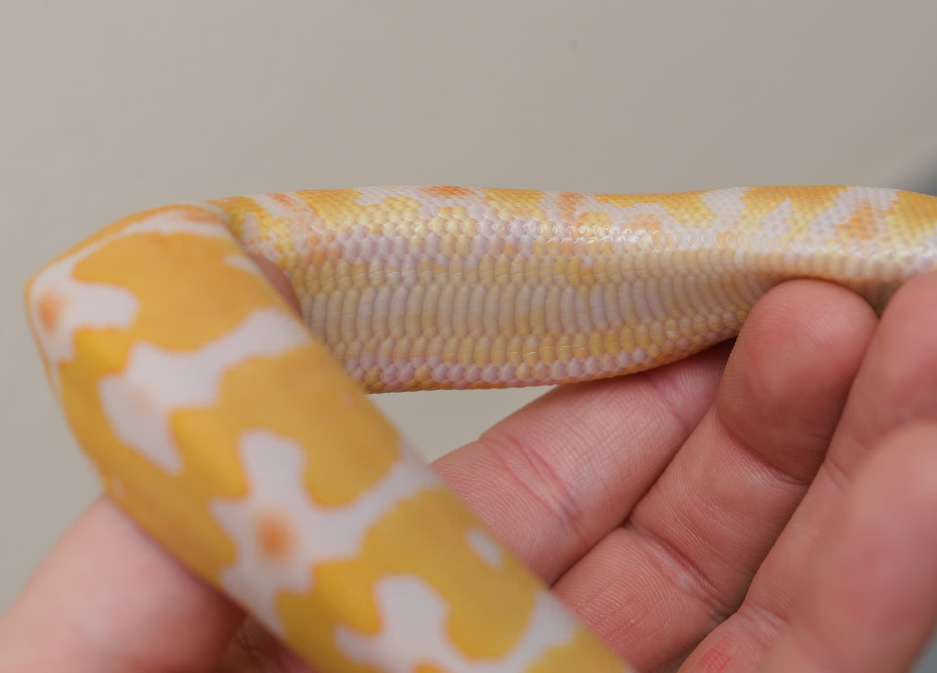 Lavender Albino Comparison Photos - Ball Pythons - MorphMarket Reptile ...
