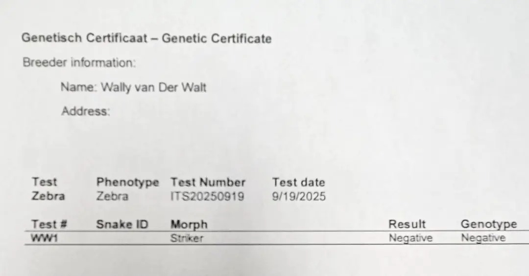 The Striker gene [DONE] - Page 2 - Genetics & Species - MorphMarket ...