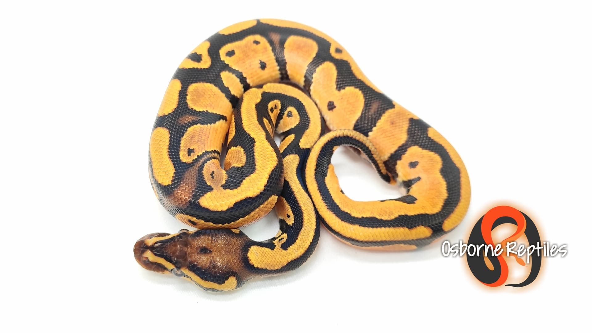 Show off your Ball Pythons - #1156 by foxreptile - Ball Pythons ...