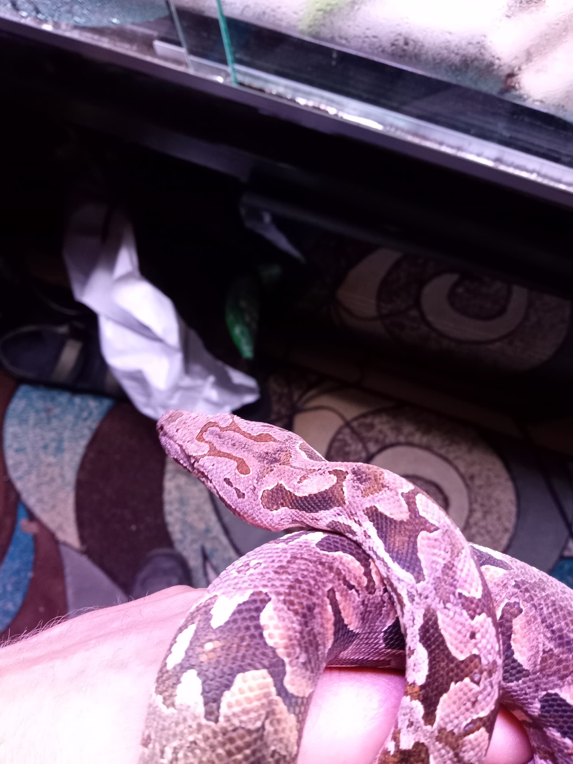 Dumeril's boa size - Other Boas - MorphMarket Reptile Community