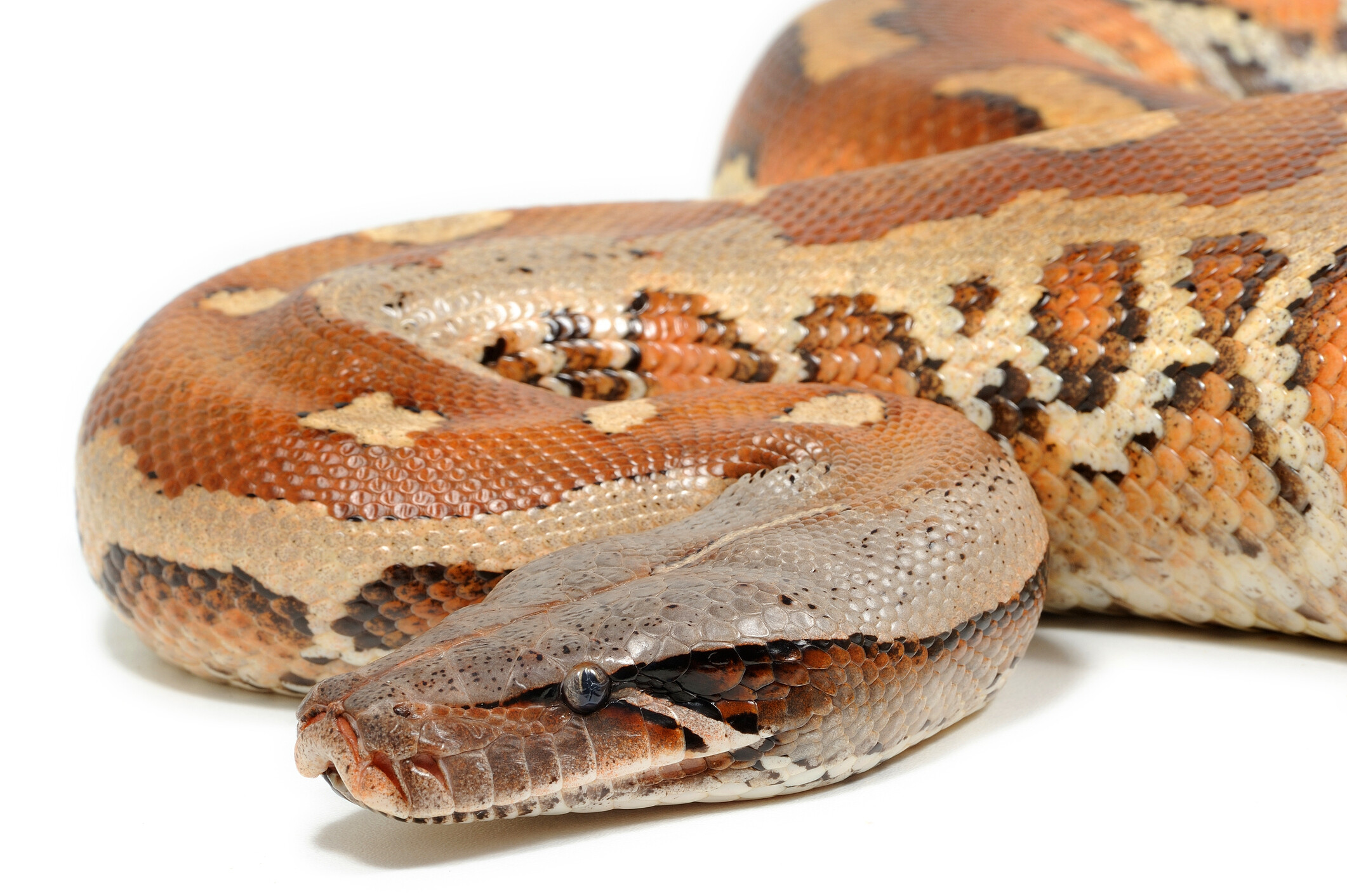 Latest Short-Tailed Pythons topics - MorphMarket Reptile Community