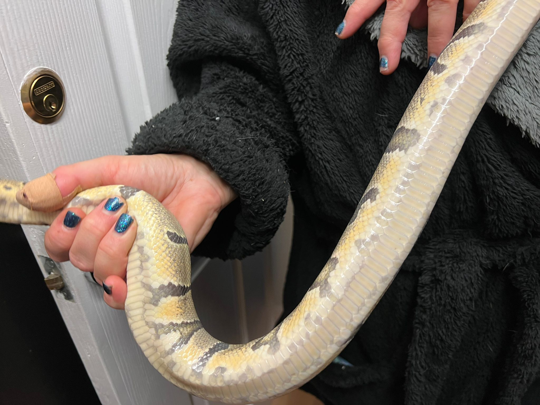 Sandstorm - Ball Python Traits - Morphpedia