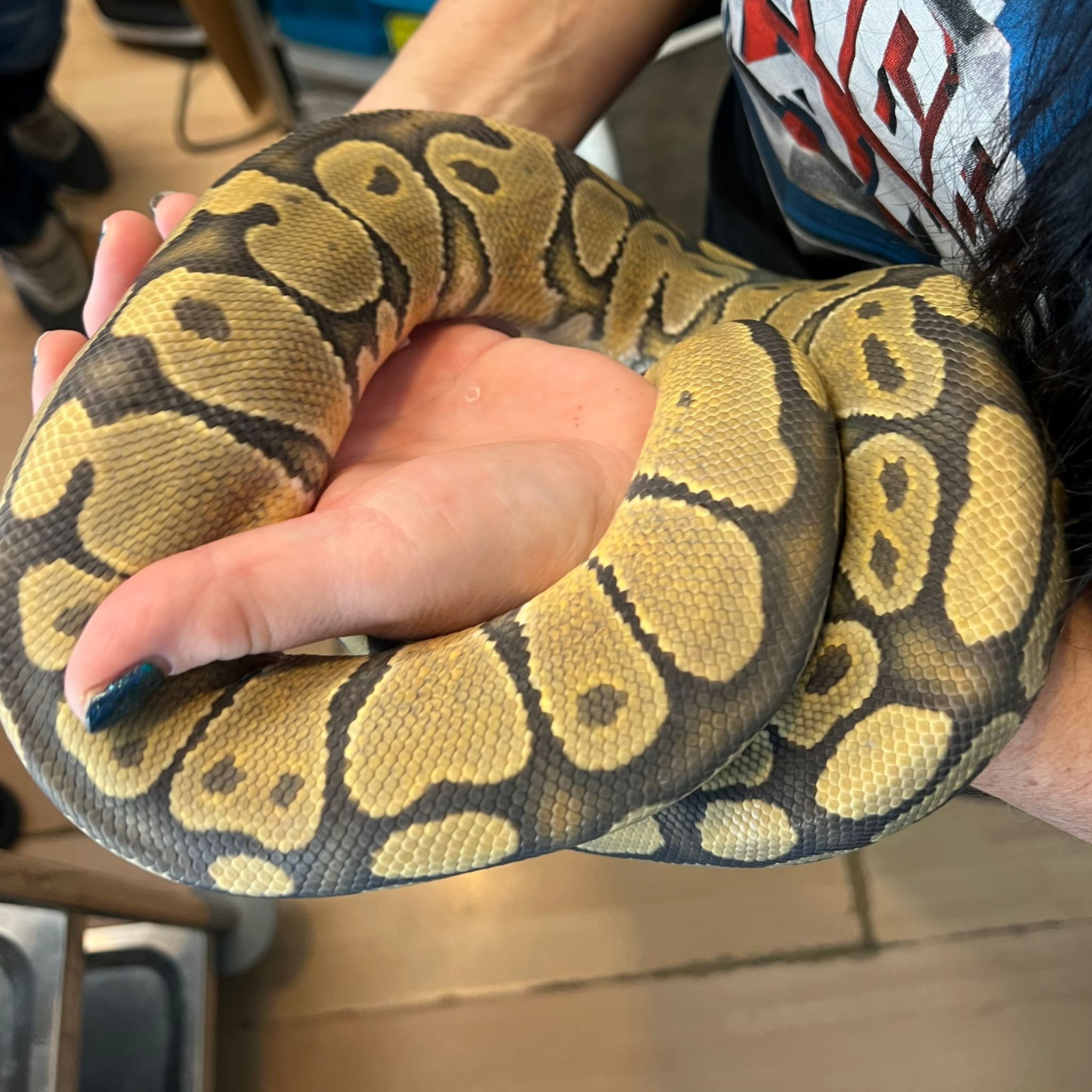 Sandstorm - Ball Python Traits - Morphpedia