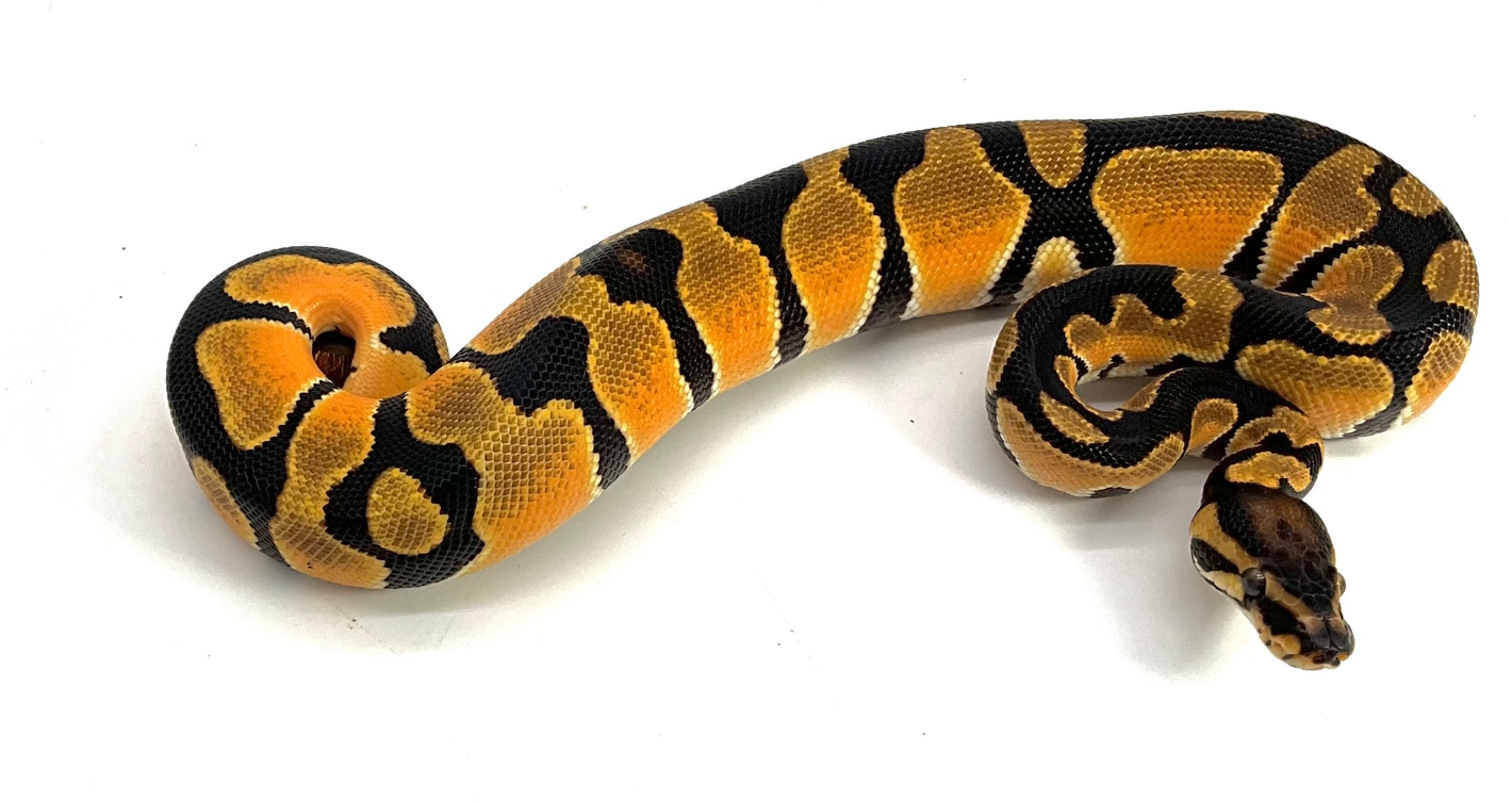 High Intensity OD - Ball Python Traits - Morphpedia