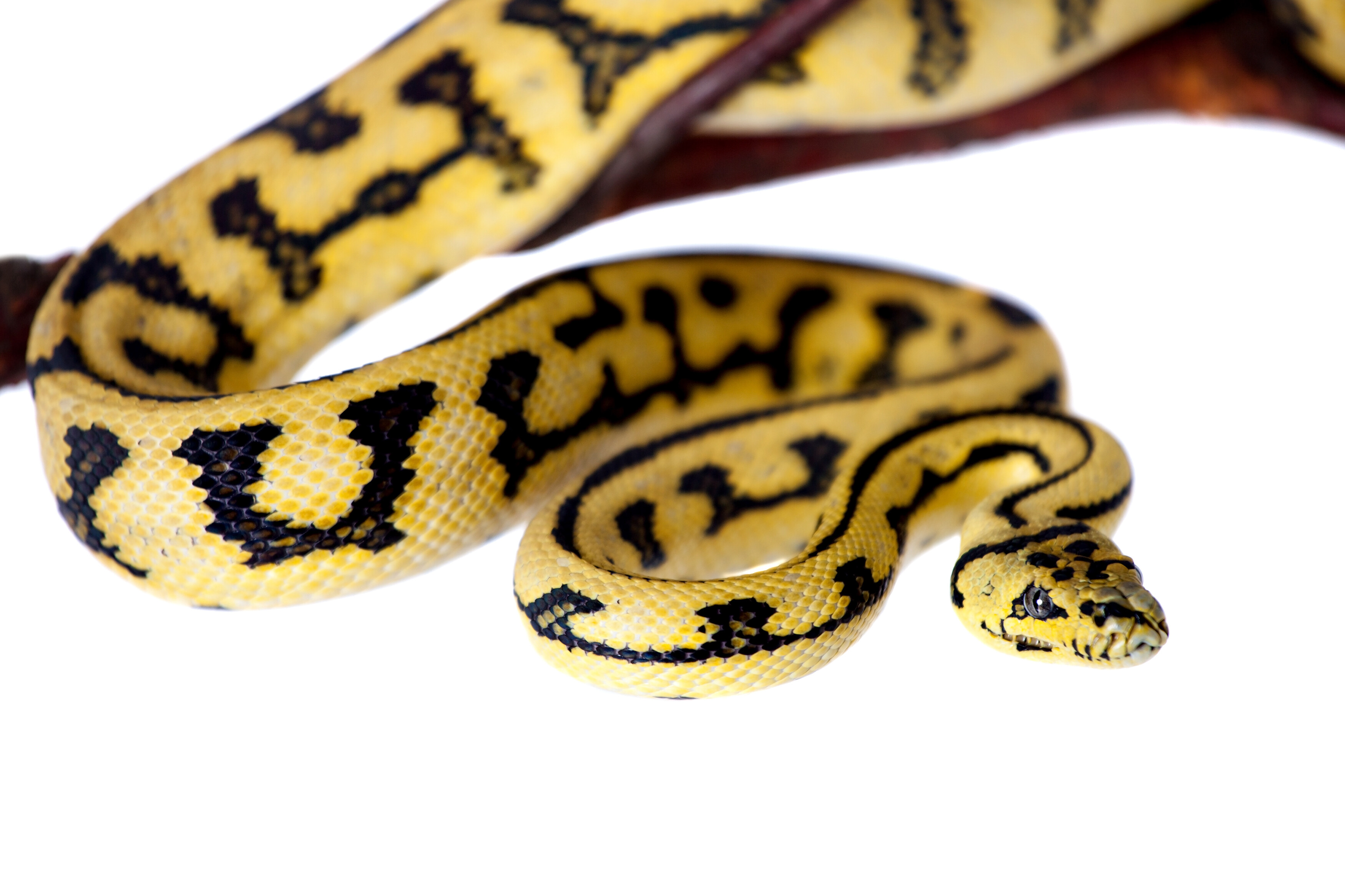 Latest Carpet Pythons topics - MorphMarket Reptile Community