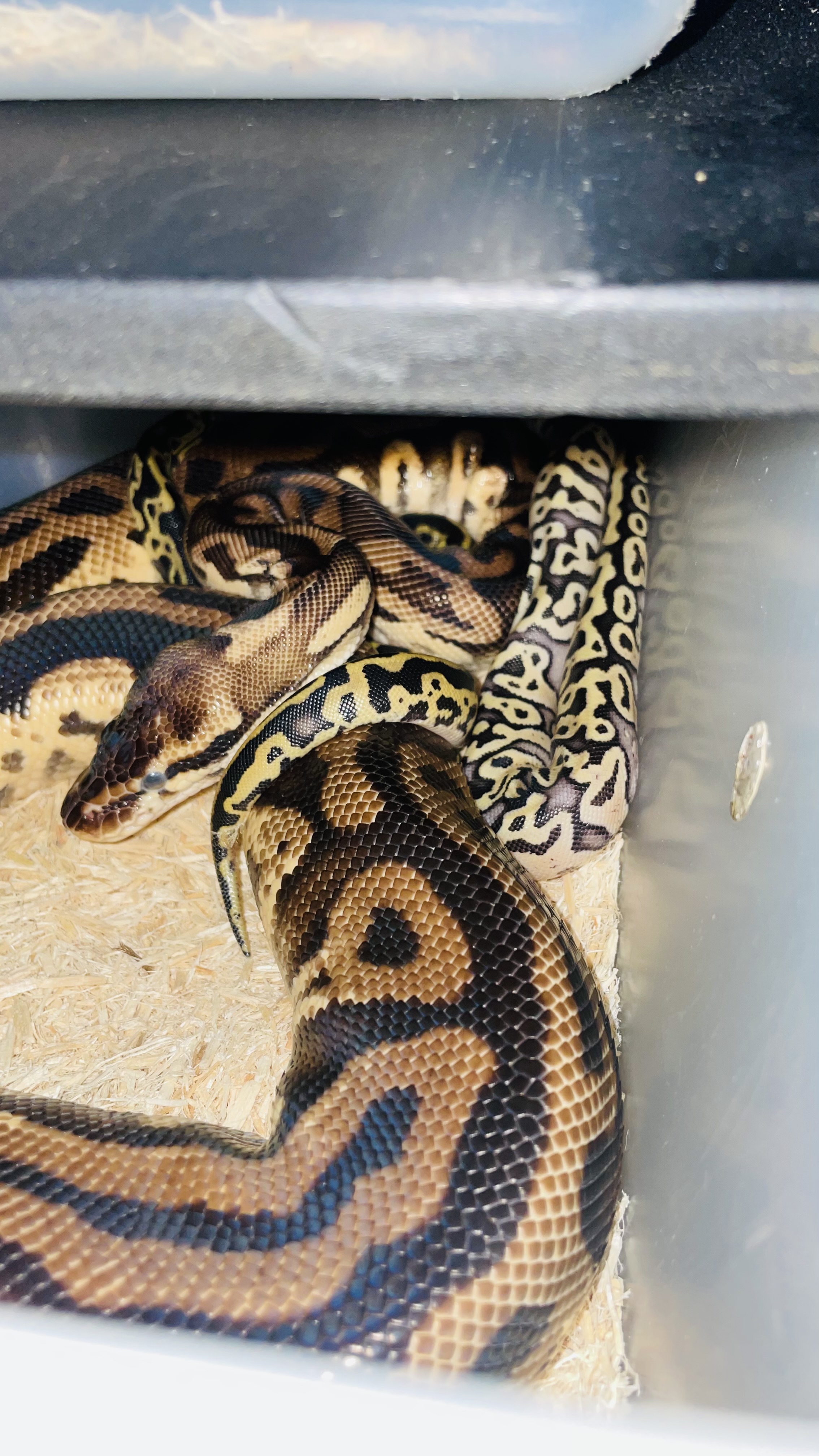 How Early Can Young Female Ball Pythons Breed? - Page 8 - Ball Pythons ...
