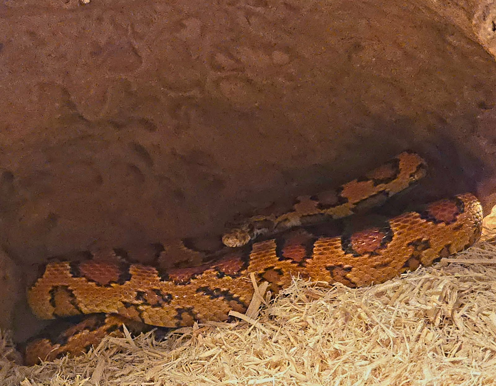 Good option for a second snake? - All Reptiles - MorphMarket Reptile ...