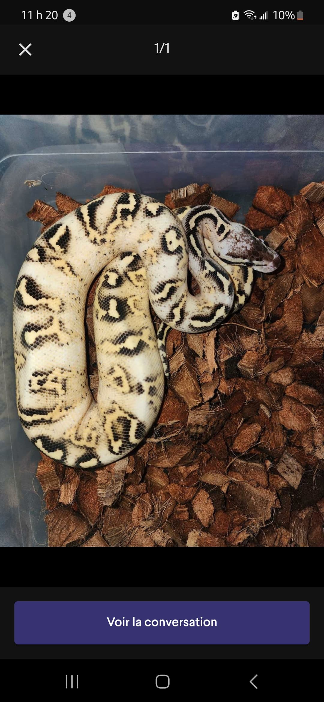 Help me, identify this freeway - Ball Pythons - MorphMarket Reptile Community