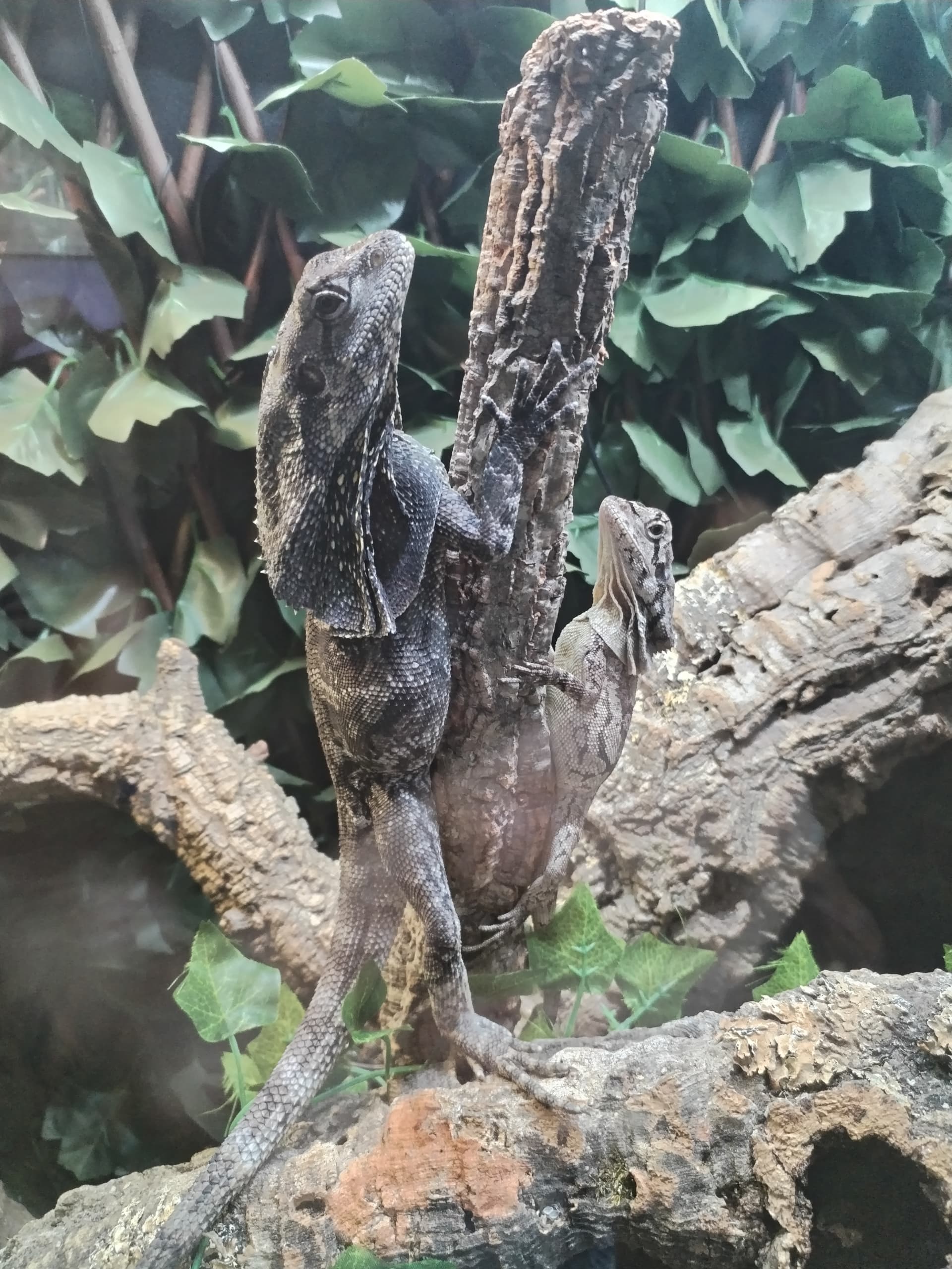 Just missed dilo twice doing big open frill - Contests - MorphMarket ...