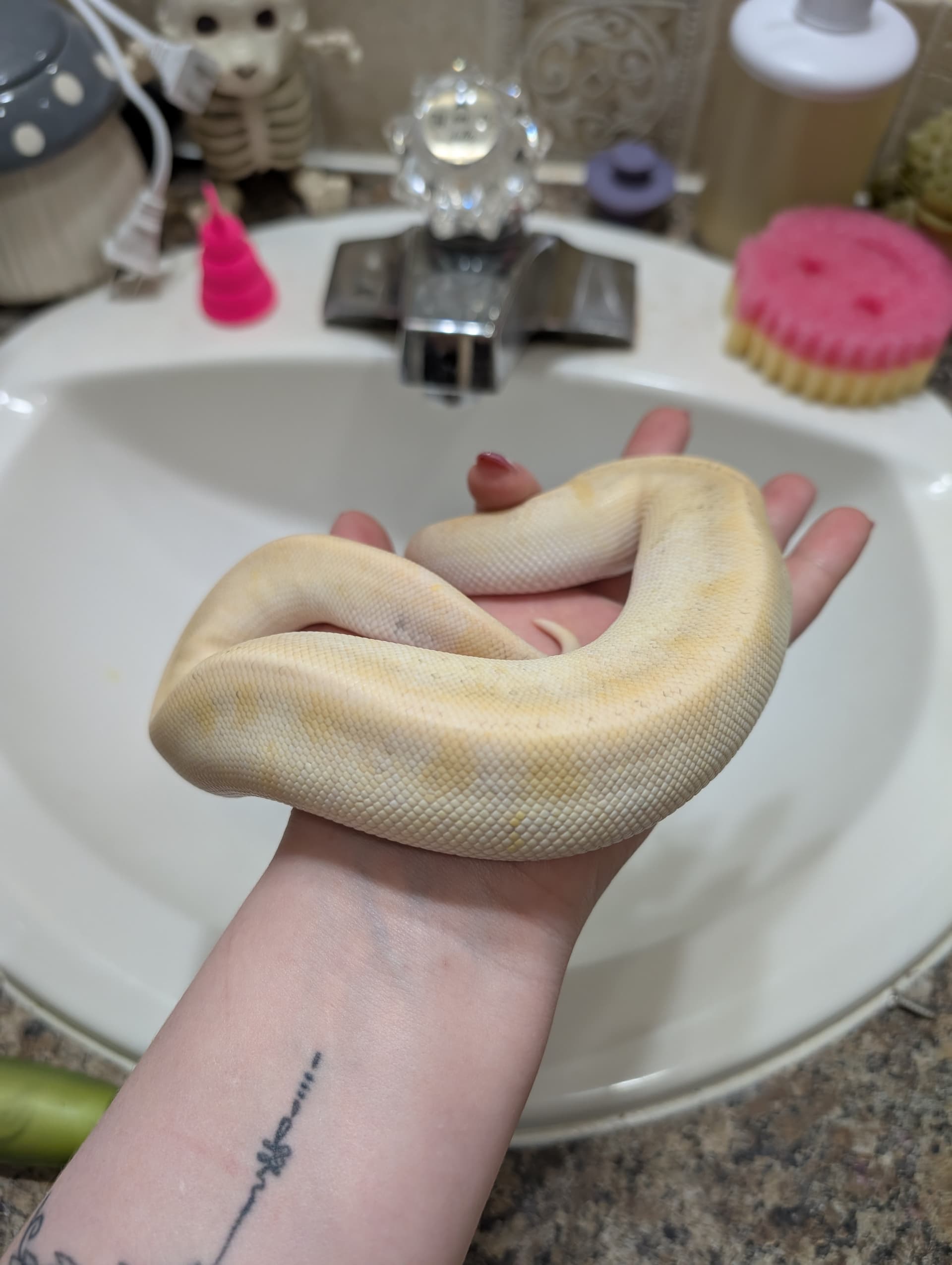 Baby Boo update! - Ball Pythons - MorphMarket Reptile Community