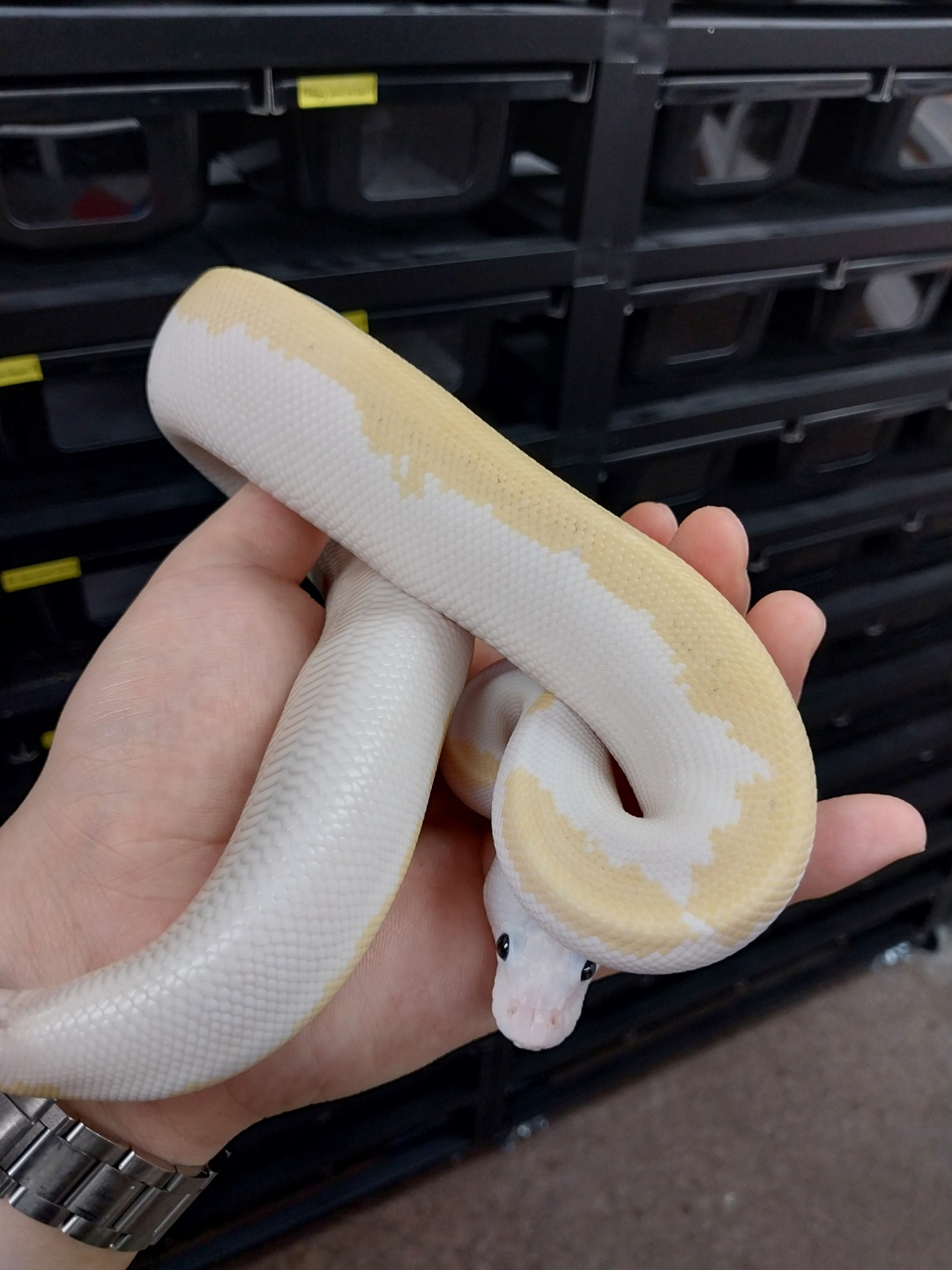 Nothing special, my room - Ball Pythons - MorphMarket Reptile Community