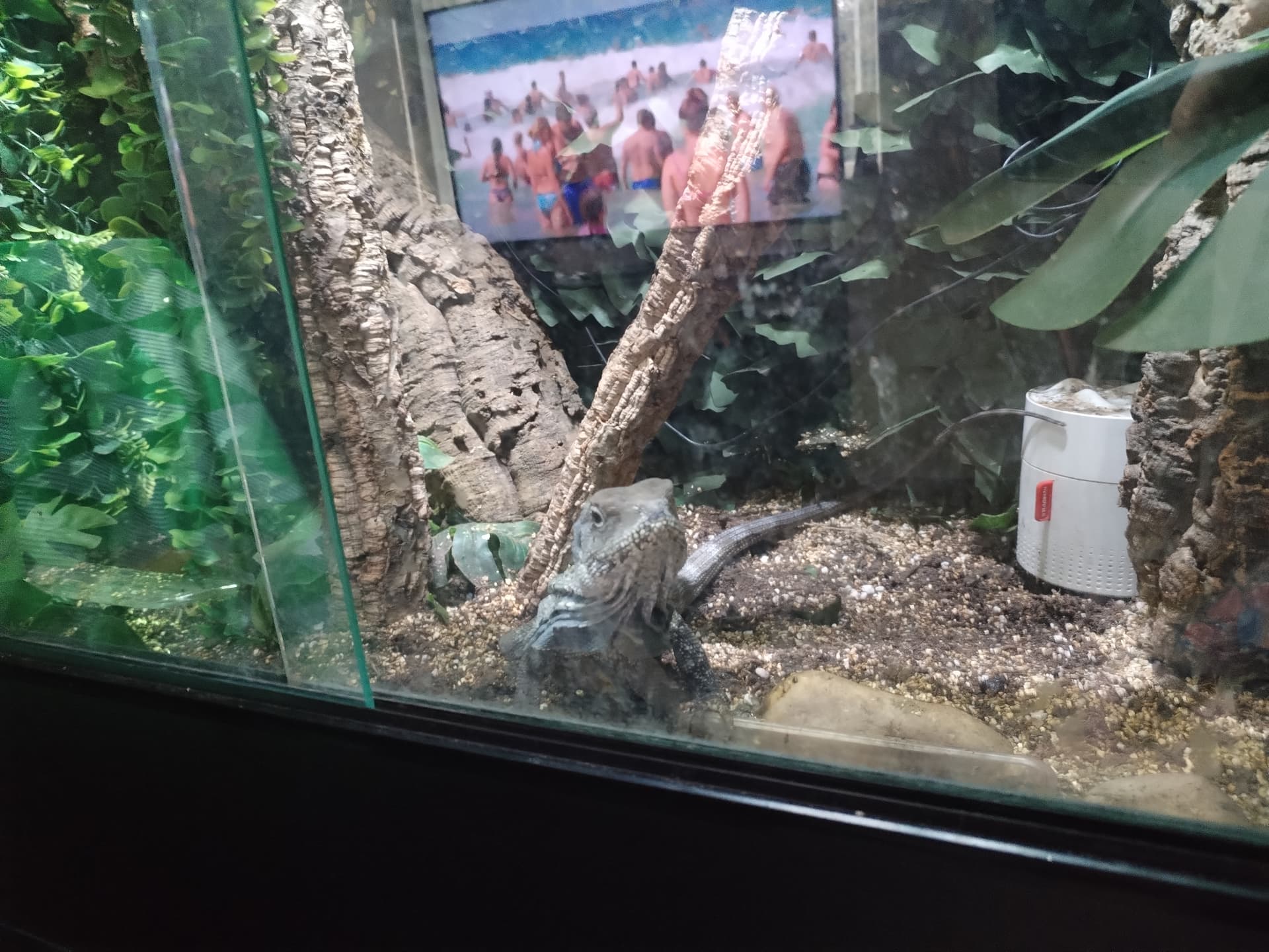 Dilo out chilling en hes started just go back in his viv himself when ...