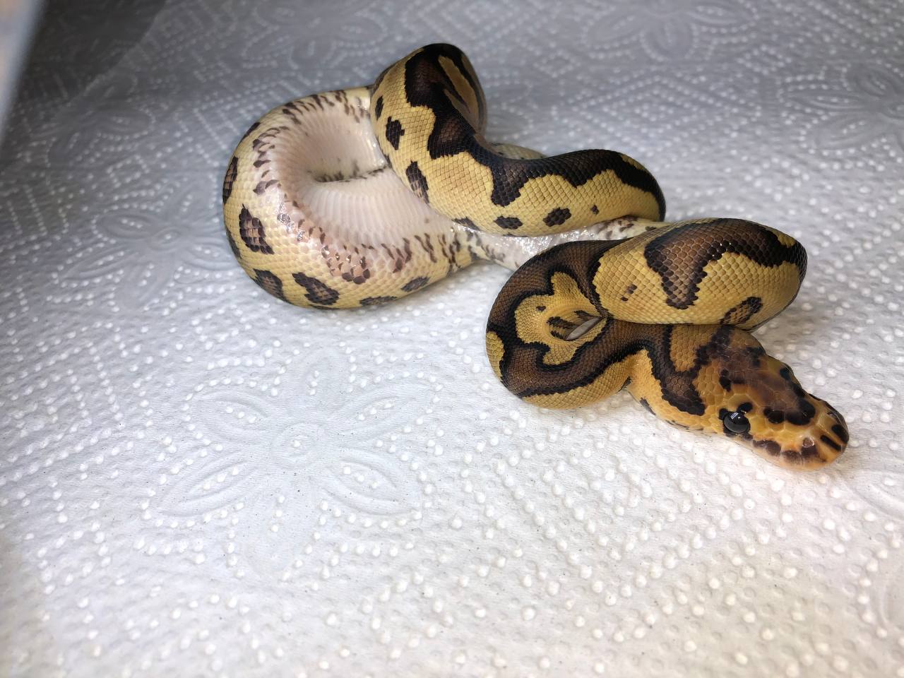 Assistance needed identifying Fire YB Clown combos - Ball Pythons ...