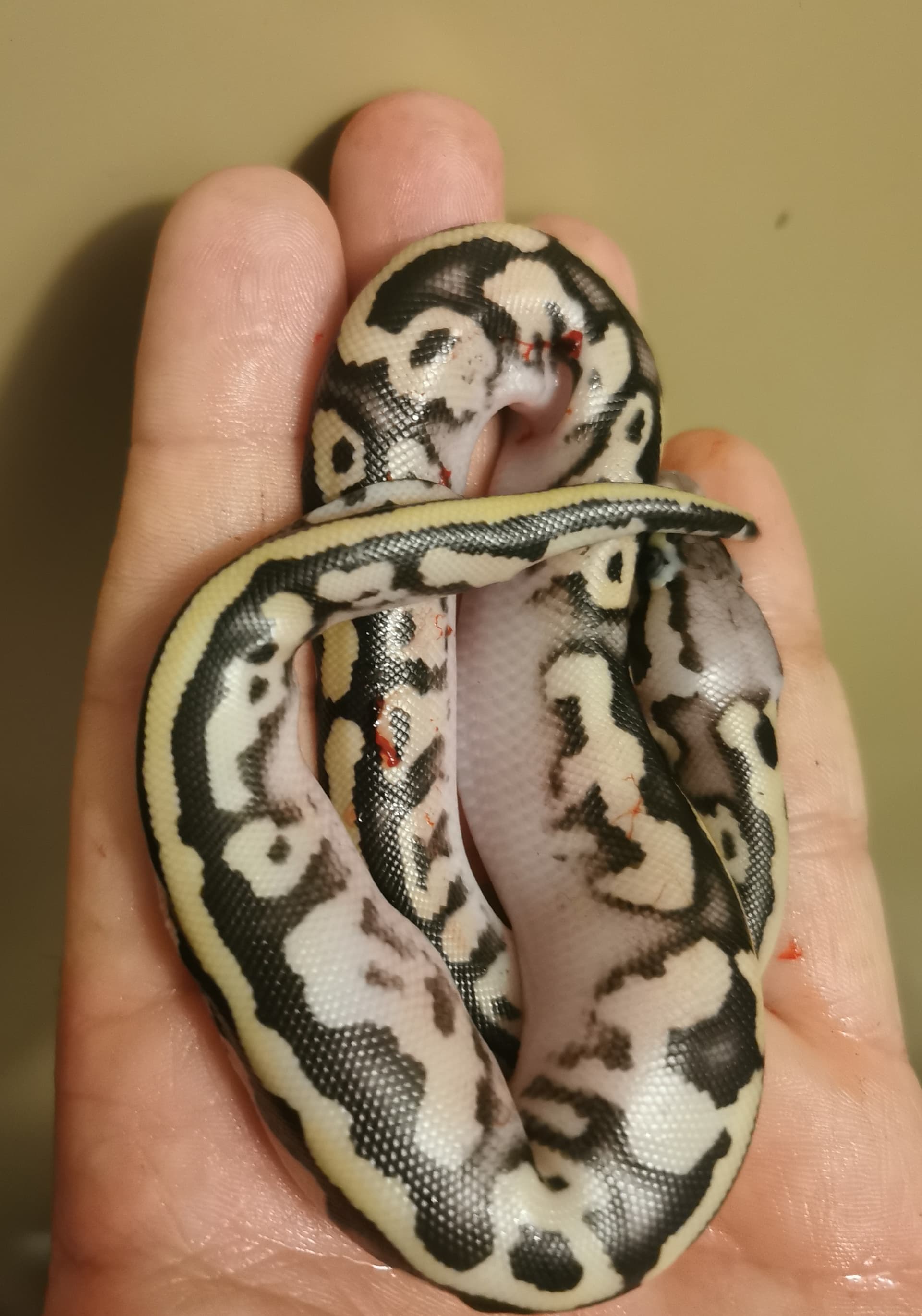Dead hatchling id desert ghost - Ball Pythons - MorphMarket Reptile Community