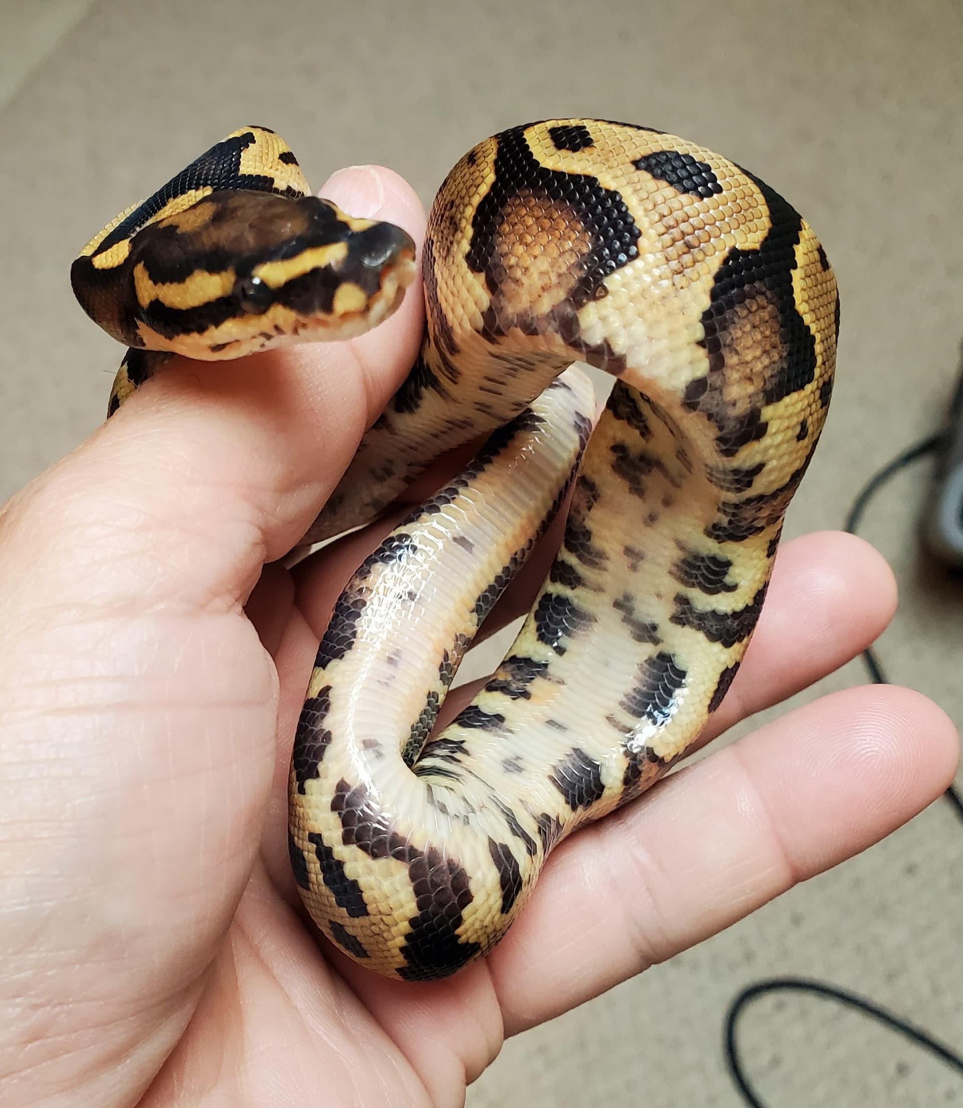 Orange Dream Identification Help - Ball Pythons - MorphMarket Reptile ...