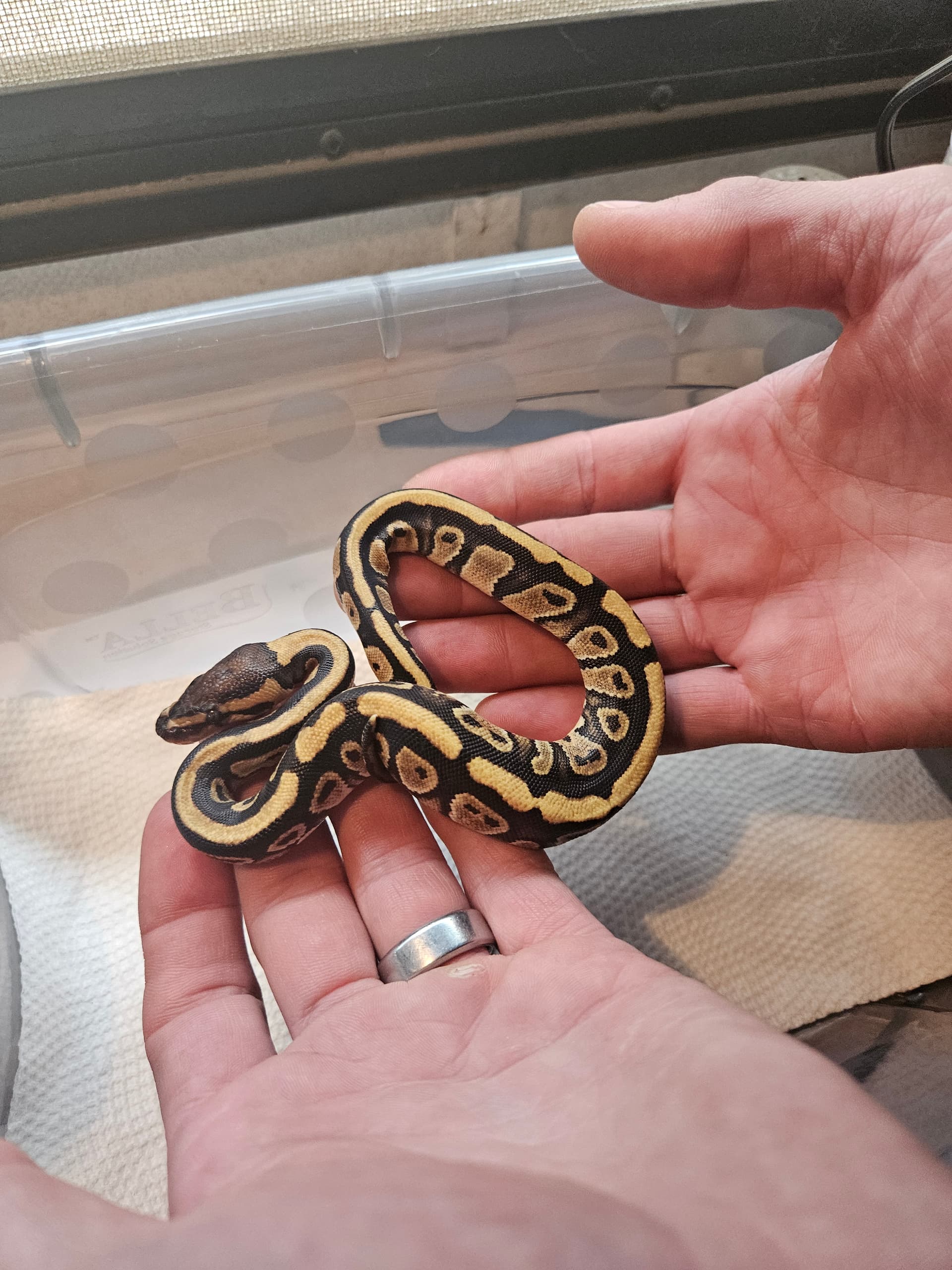Help identifying the babies ball python - Ball Pythons - MorphMarket ...
