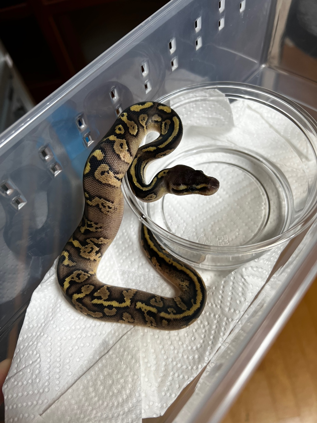 Help identifying those - Ball Pythons - MorphMarket Reptile Community