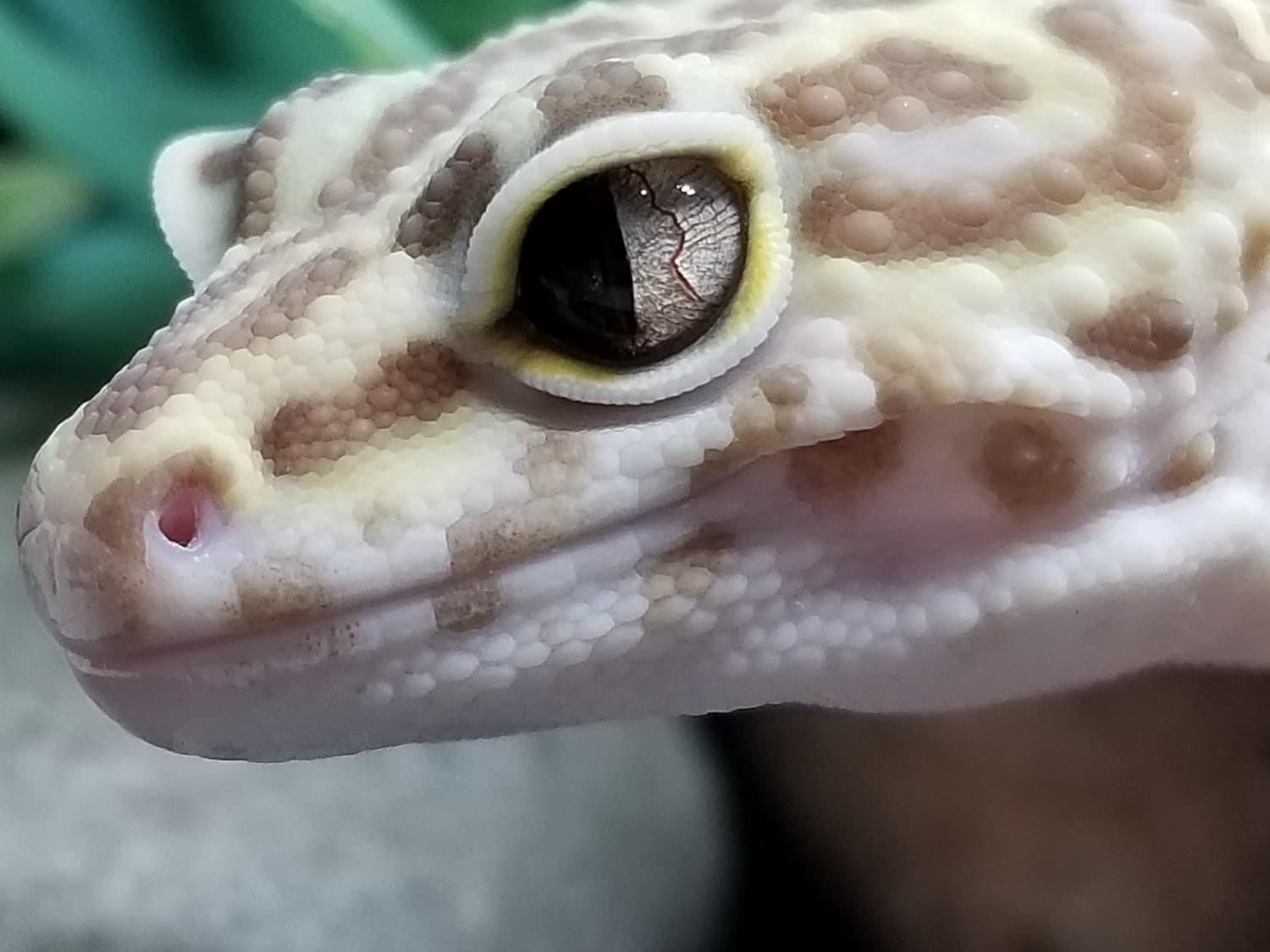What is this leopard gecko phase? - Leopard Geckos - MorphMarket ...