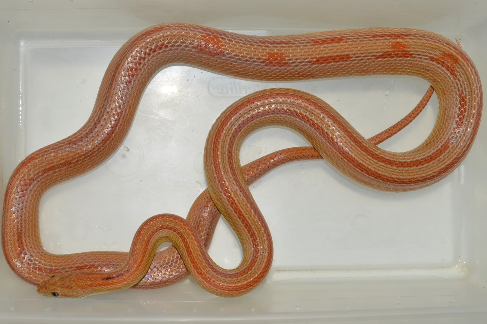 Leopard motleys and Dappled stripes - Corn Snakes - MorphMarket Reptile ...