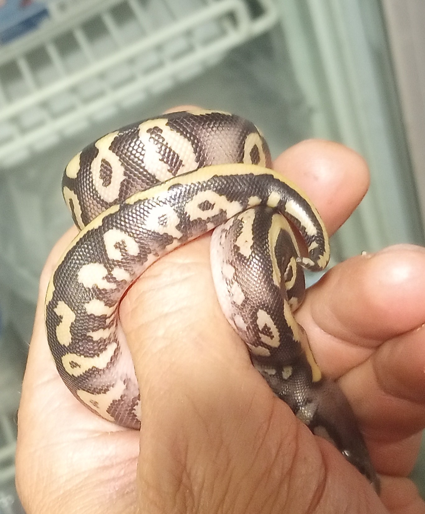 My first clutch is pipping - Ball Pythons - MorphMarket Reptile Community