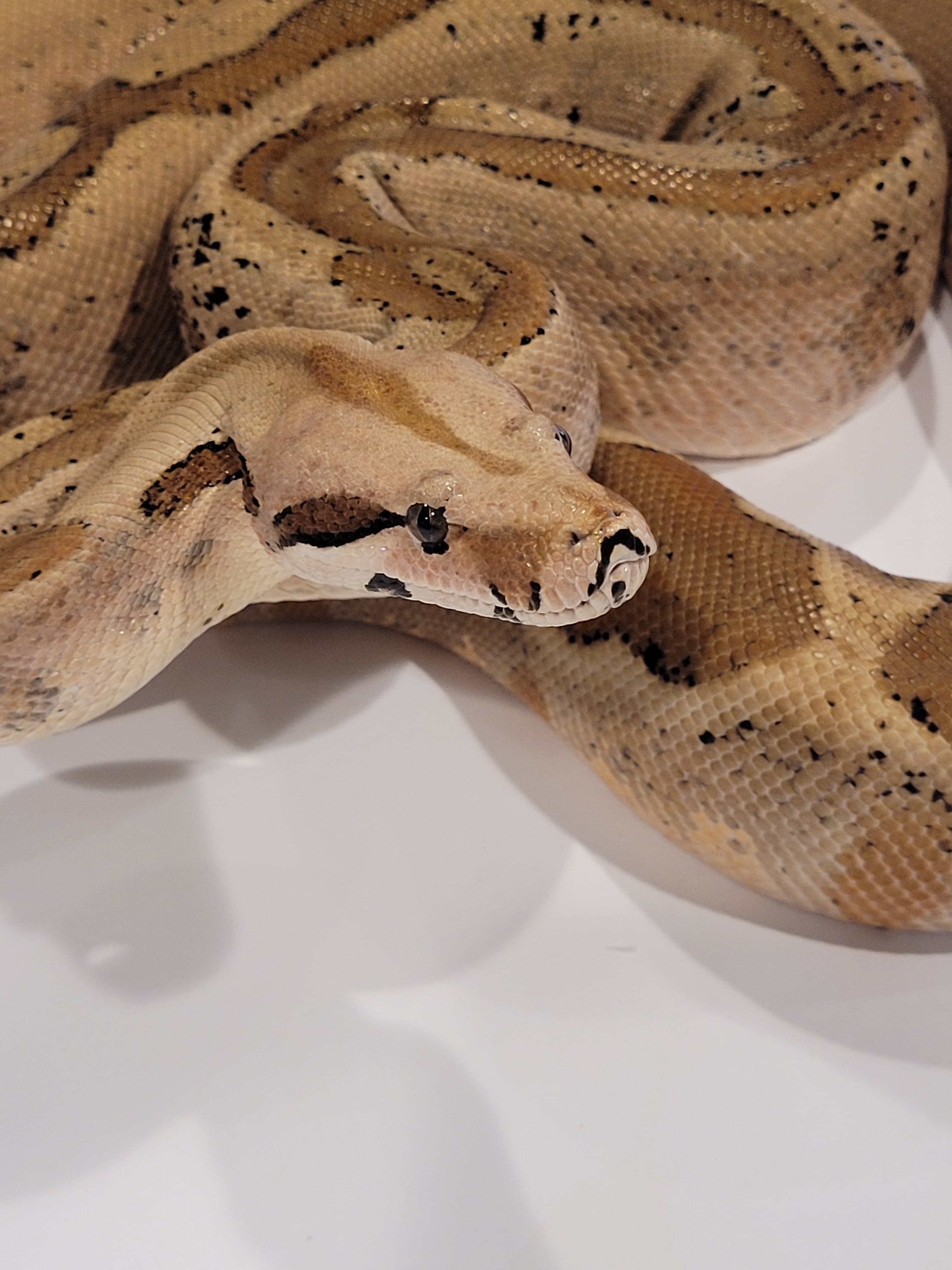 Lightest Color Morph - Boa Constrictors - MorphMarket Reptile Community