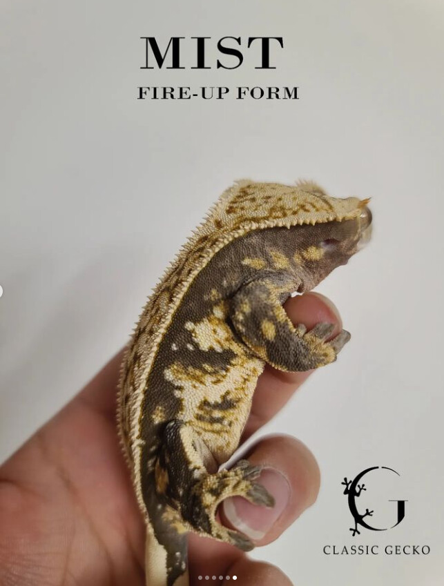 Mist project💎 - Geckos - MorphMarket Reptile Community