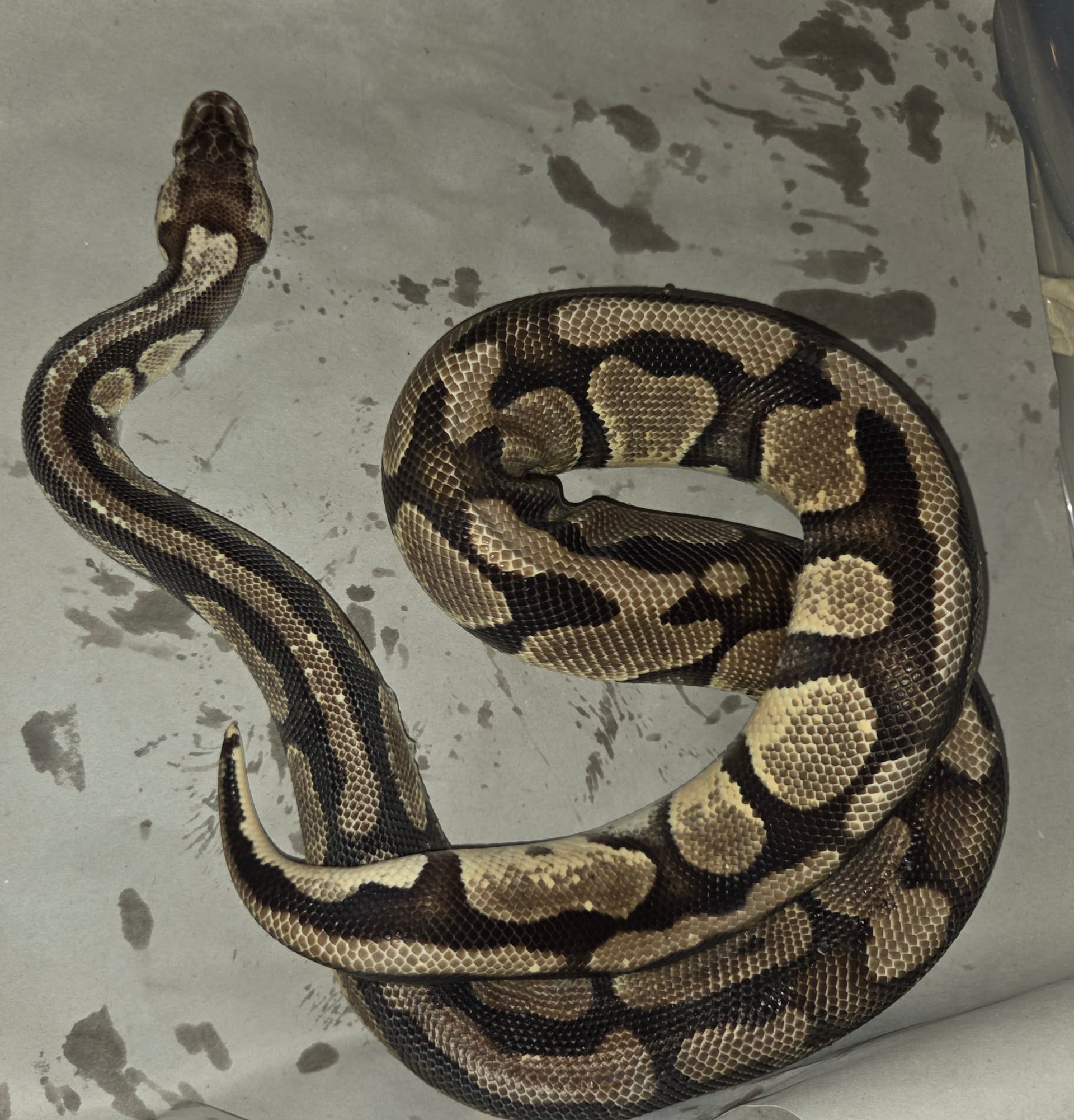 ID help, unusual pastel + crazy male - Ball Pythons - MorphMarket ...