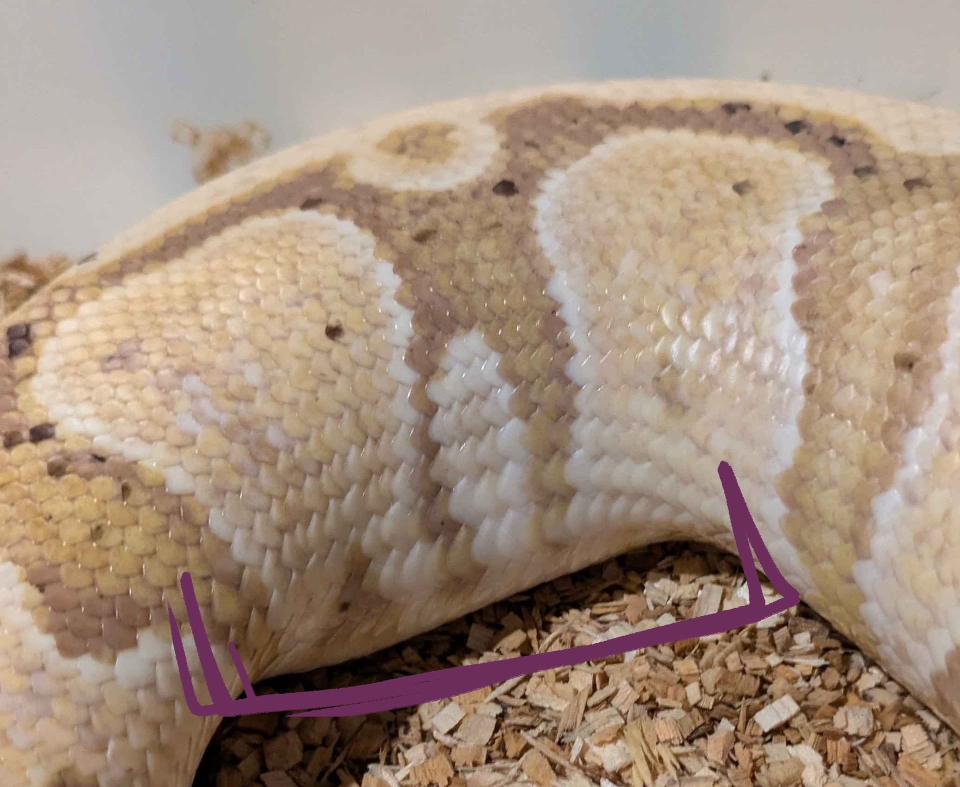 One slug layed 14 days after pre lay shed - Ball Pythons - MorphMarket ...